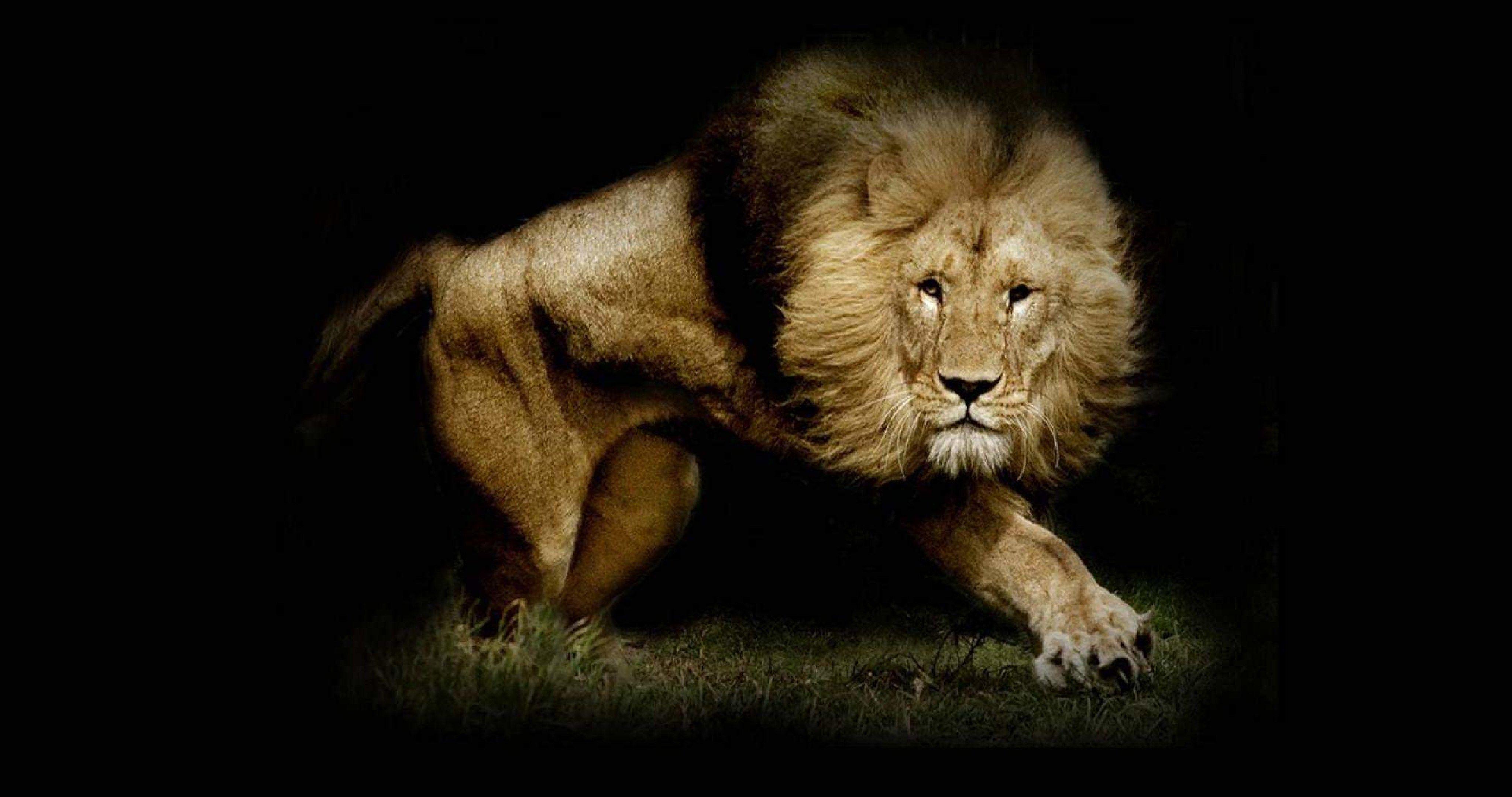 Lion 4K Ultra HD Wallpapers - Top Free Lion 4K Ultra HD Backgrounds ...