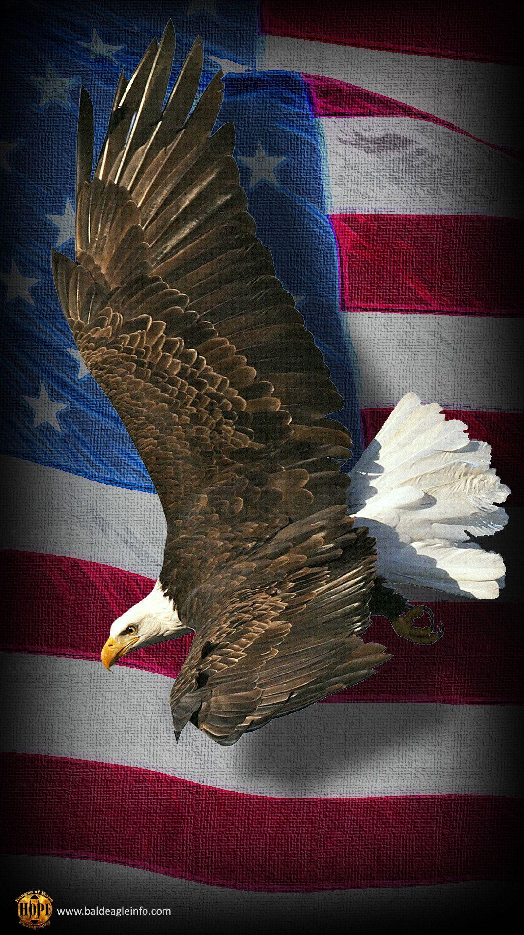 Eagle Phone Wallpapers - Top Free Eagle Phone Backgrounds - WallpaperAccess