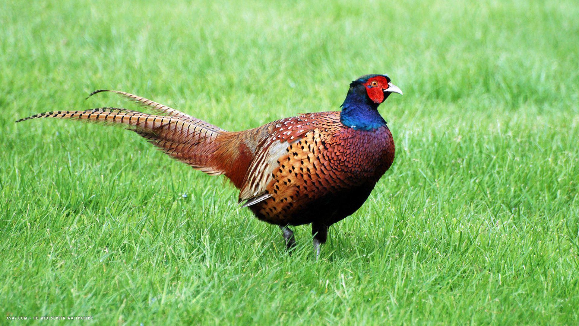 Pheasant Wallpapers - Top Free Pheasant Backgrounds - WallpaperAccess