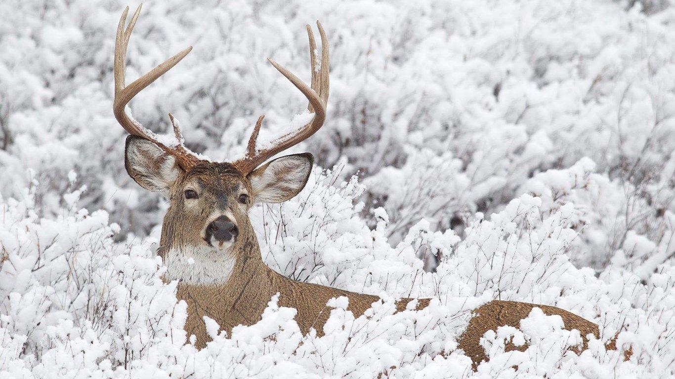 Whitetail Deer Wallpapers - Top Free Whitetail Deer Backgrounds ...
