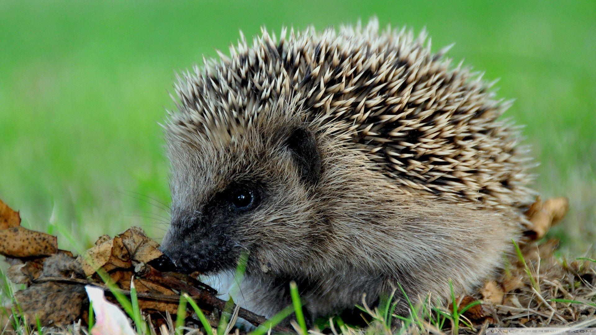 Cute Hedgehog Wallpapers - Top Free Cute Hedgehog Backgrounds ...