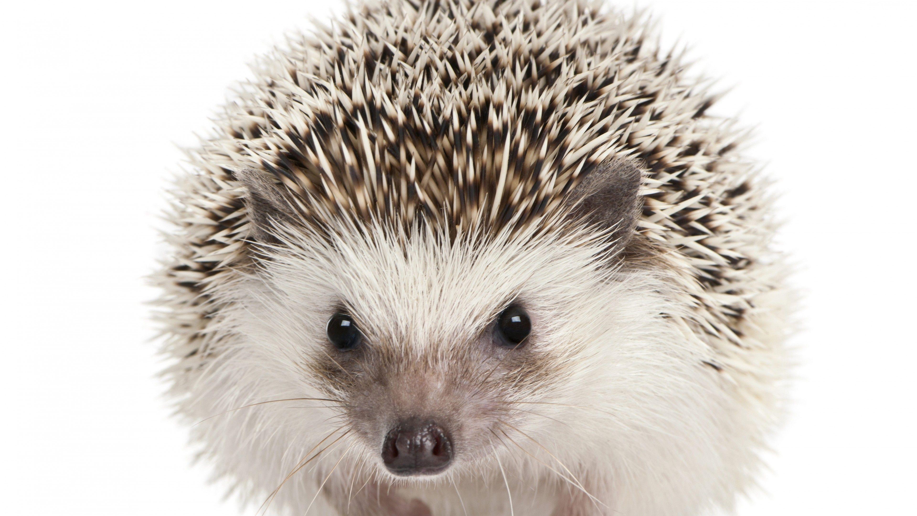 Cute Hedgehog Wallpapers - Top Free Cute Hedgehog Backgrounds ...