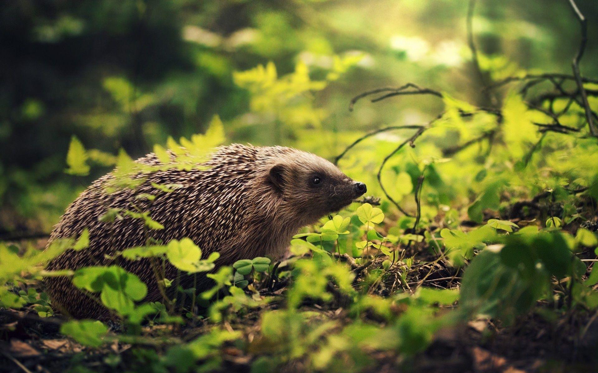 Cute Hedgehog Wallpapers - Top Free Cute Hedgehog Backgrounds ...