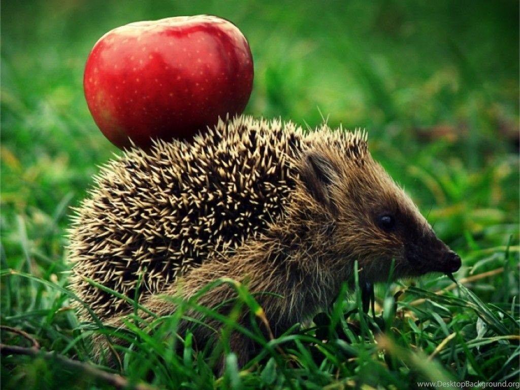 Cute Hedgehog Wallpapers - Top Free Cute Hedgehog Backgrounds ...