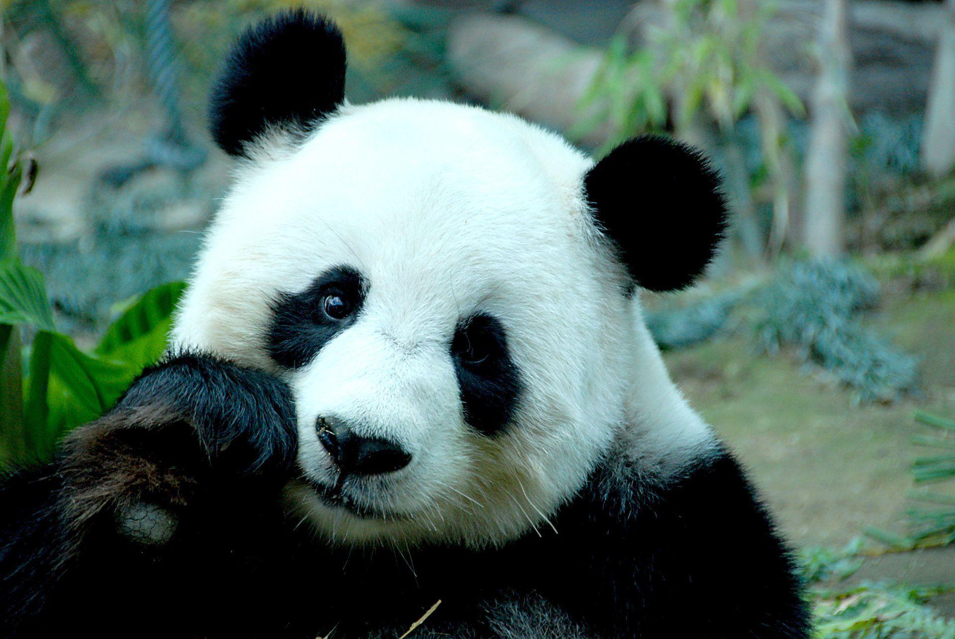 4K Panda Wallpapers - Top Những Hình Ảnh Đẹp