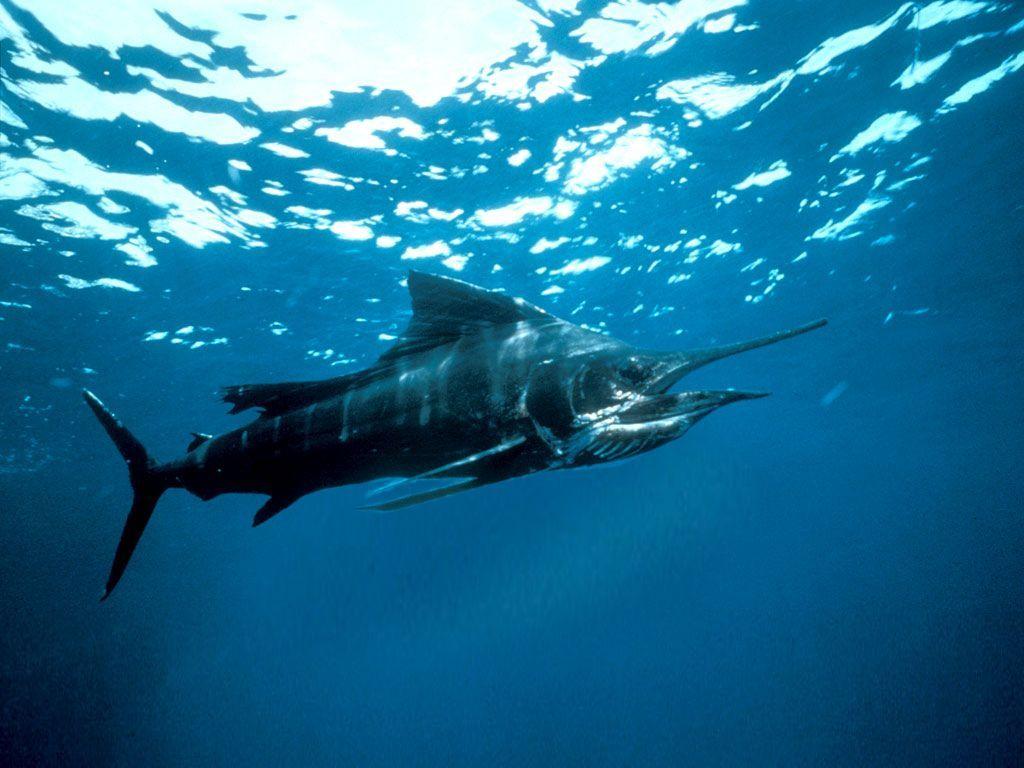 Swordfish Wallpapers - Top Free Swordfish Backgrounds - WallpaperAccess