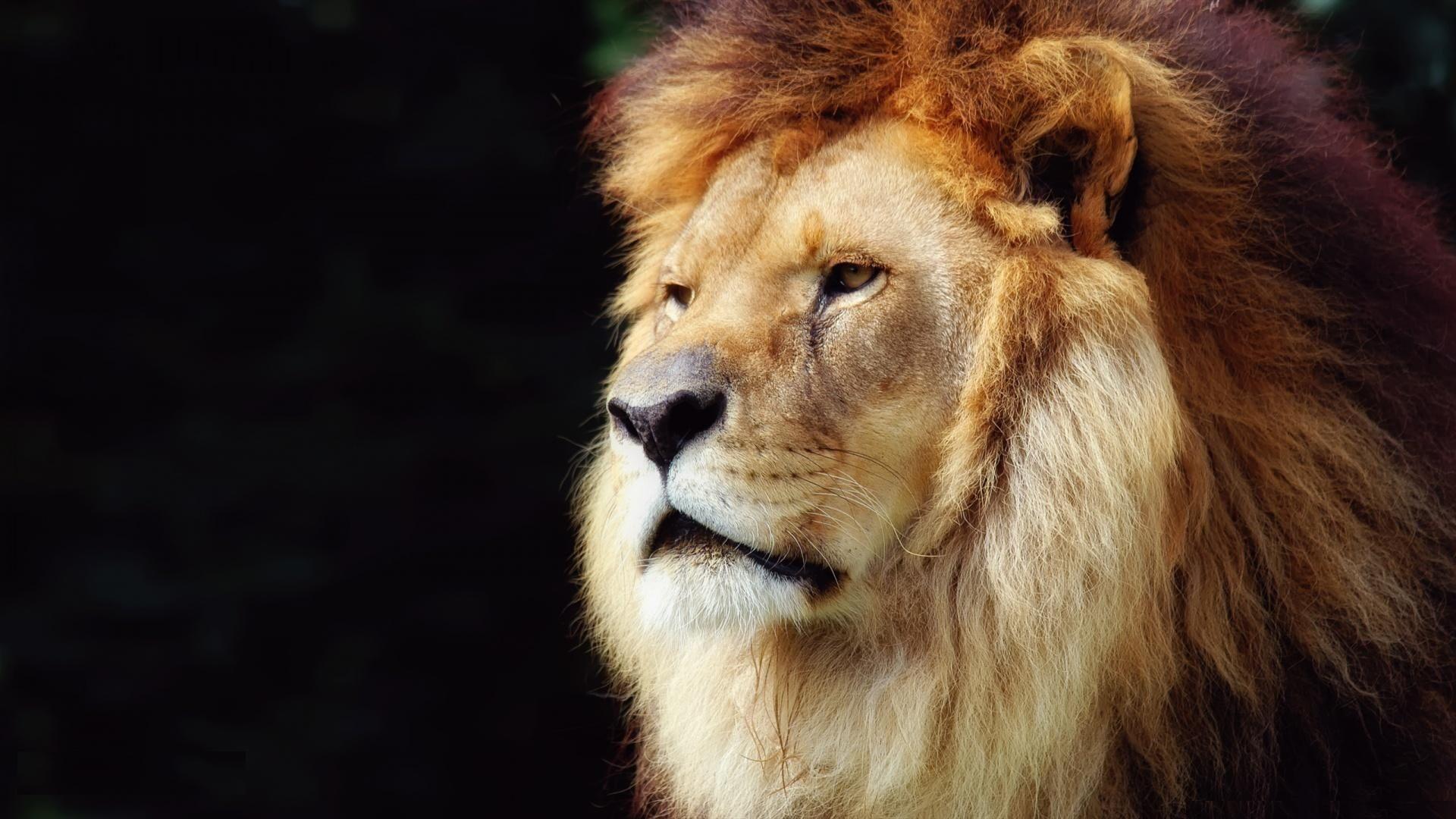 Lion Head Wallpapers - Top Free Lion Head Backgrounds - WallpaperAccess