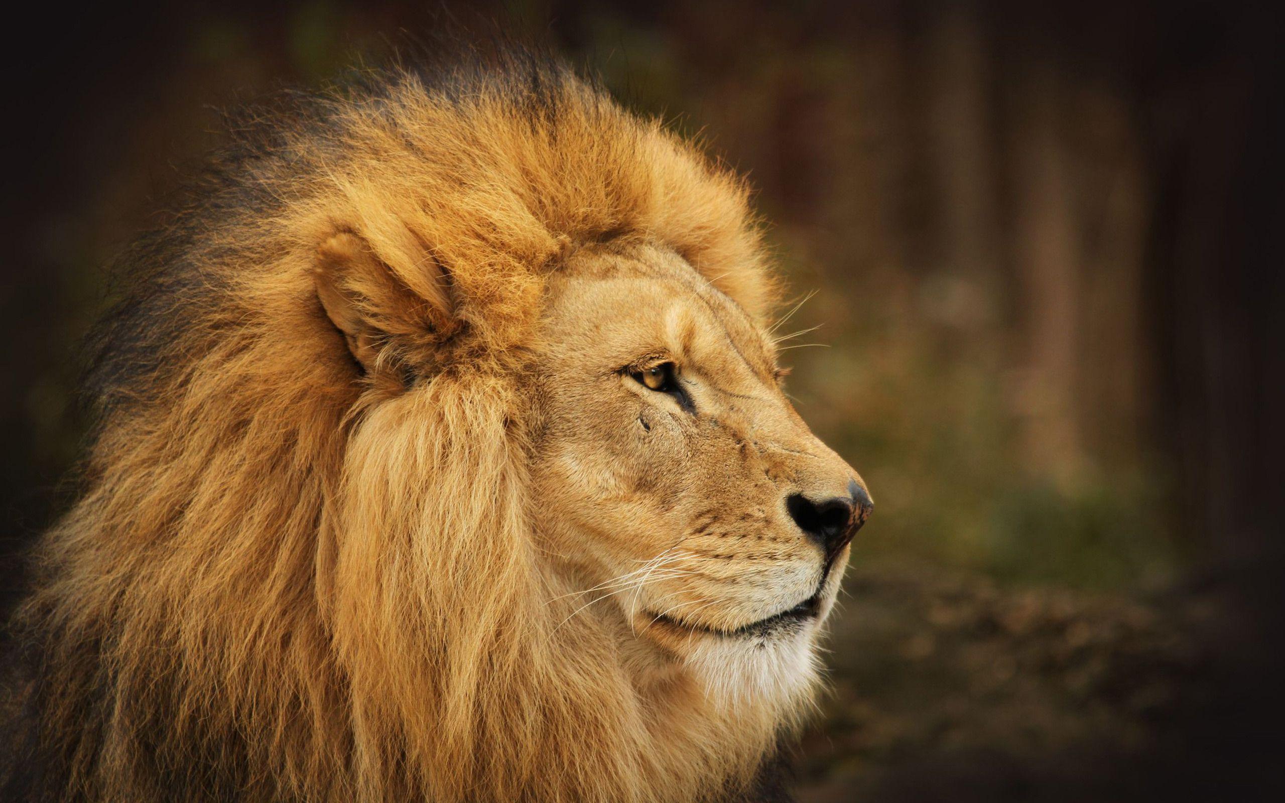 Lion Head Wallpapers - Top Free Lion Head Backgrounds - WallpaperAccess