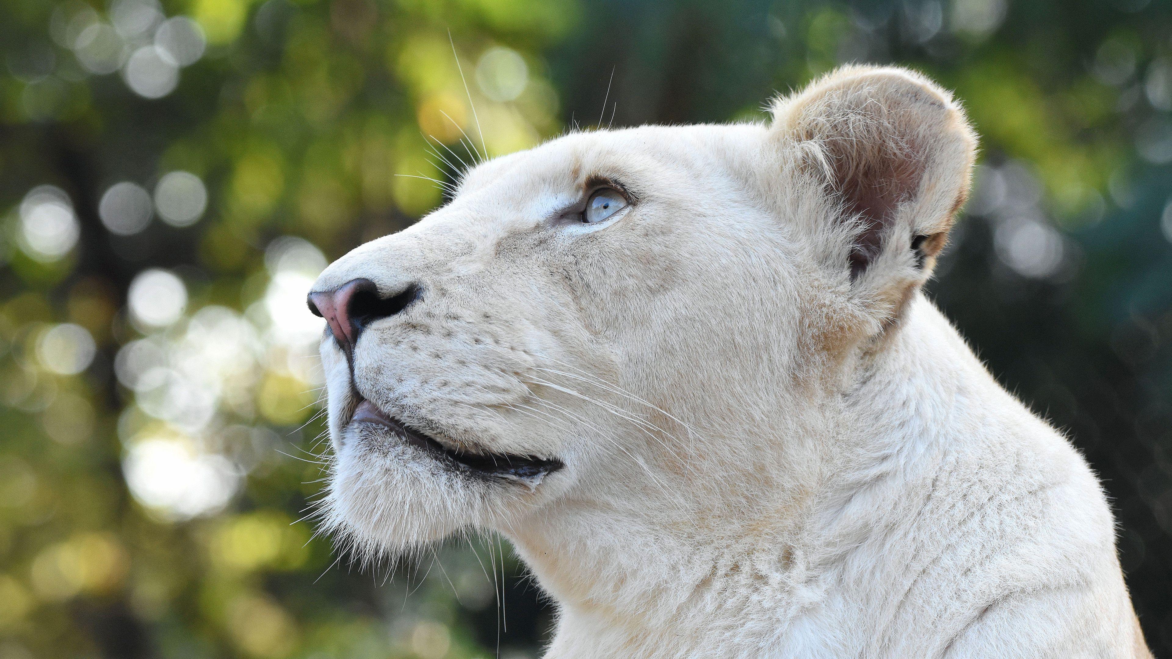 Lion Head Wallpapers - Top Free Lion Head Backgrounds - WallpaperAccess