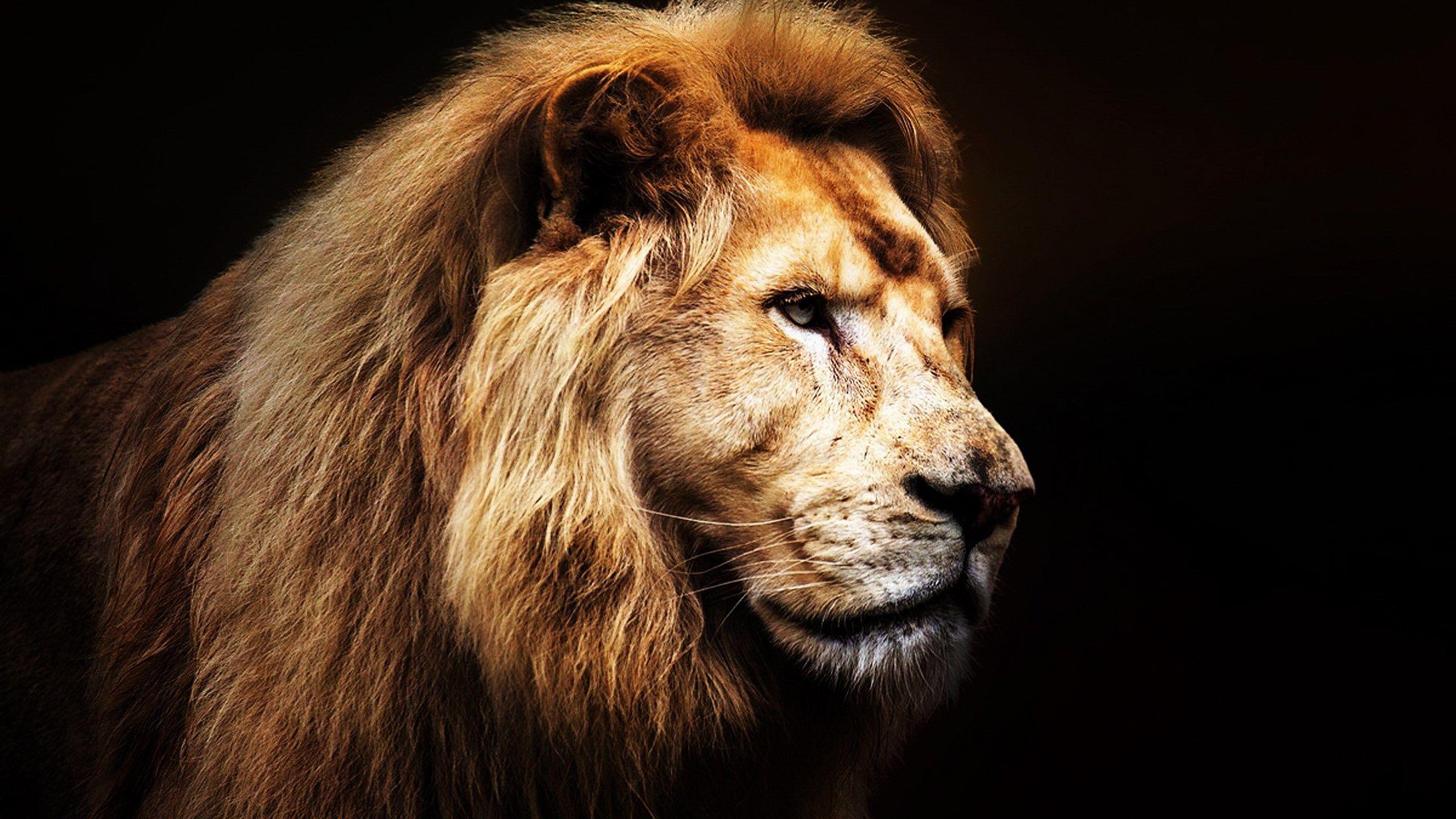 Lion Head Wallpapers - Top Free Lion Head Backgrounds - WallpaperAccess