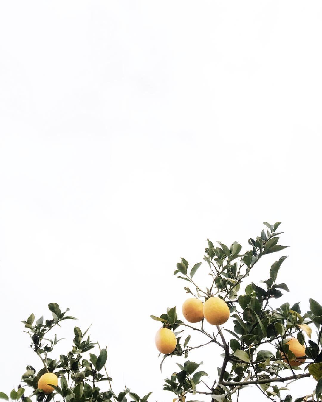 Lemon Tree Wallpapers - Top Free Lemon Tree Backgrounds - WallpaperAccess