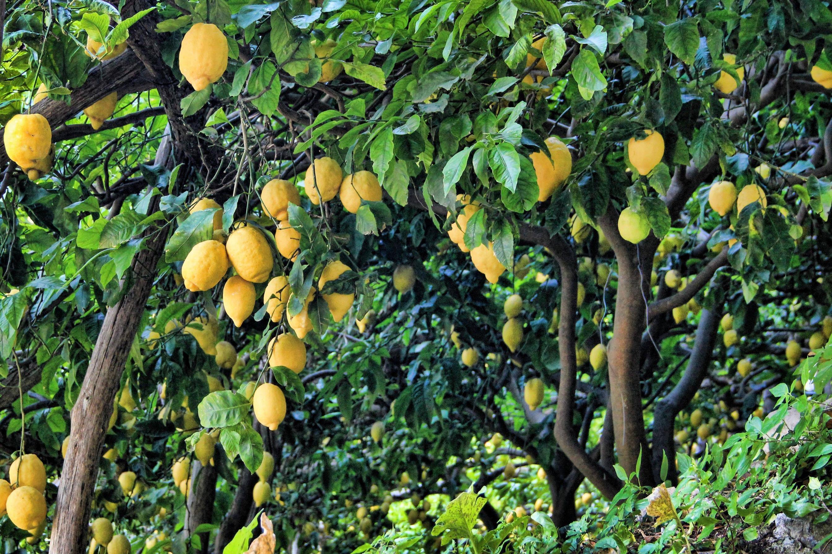 Lemon Tree Wallpapers - Top Free Lemon Tree Backgrounds - WallpaperAccess