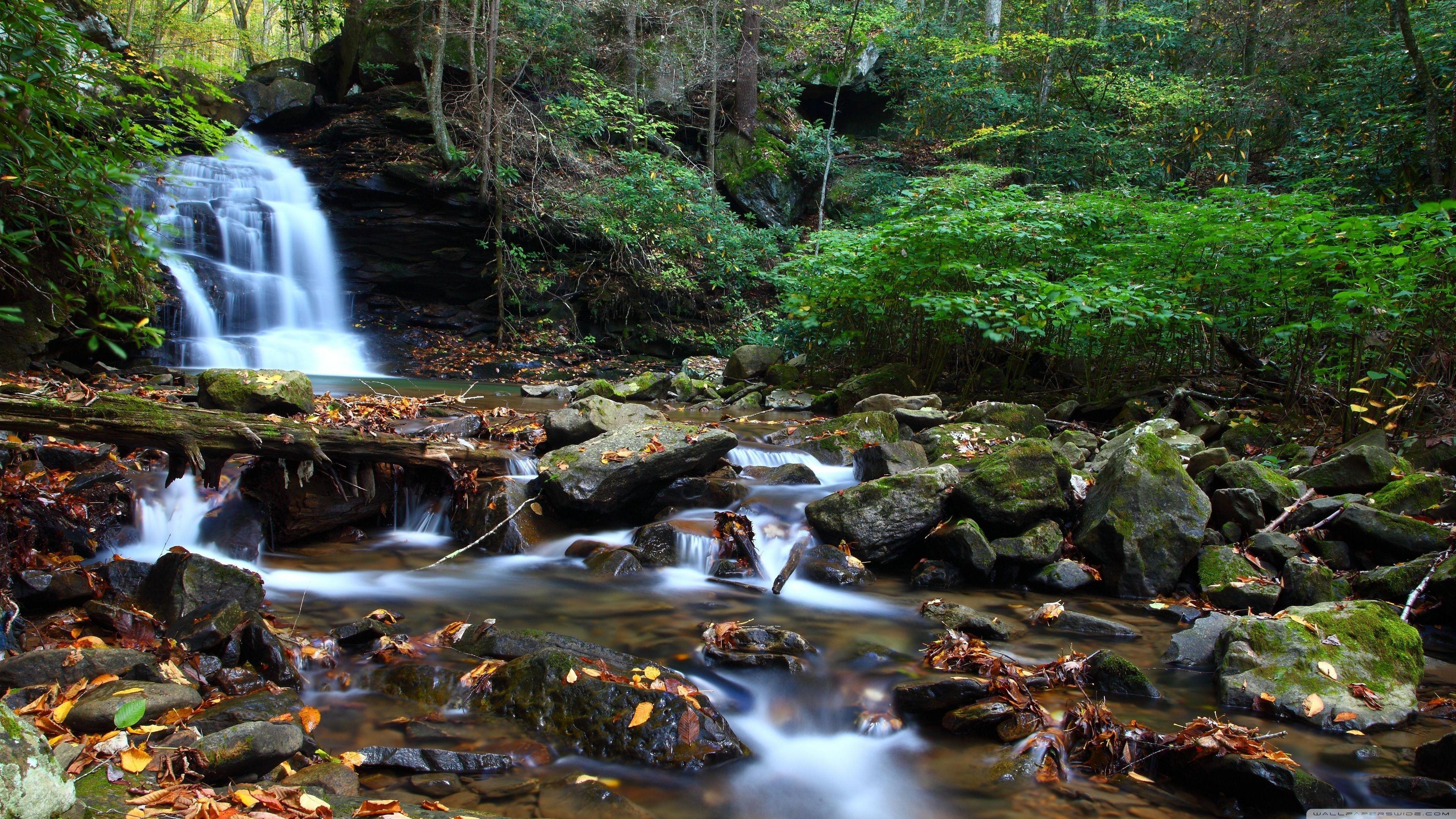Forest Creek 4K Wallpapers - Top Free Forest Creek 4K Backgrounds ...