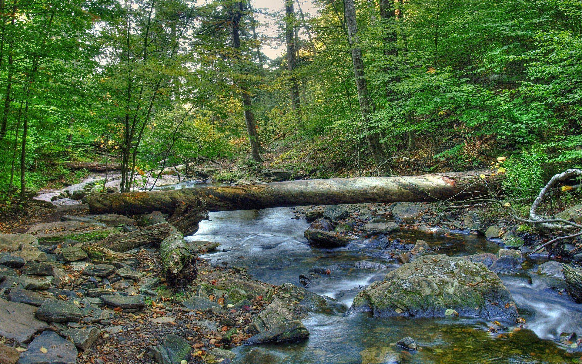 Forest Creek 4K Wallpapers - Top Free Forest Creek 4K Backgrounds ...