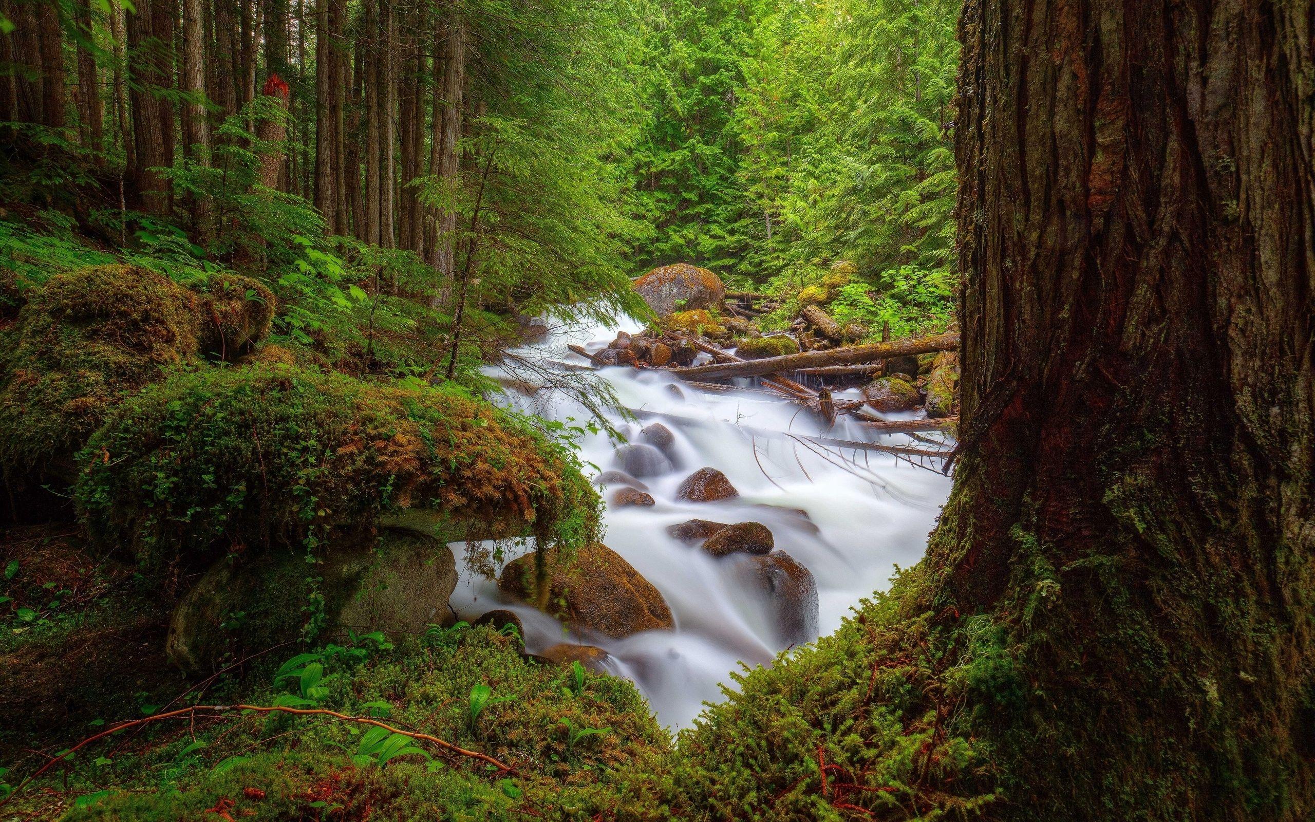 Forest Creek 4K Wallpapers - Top Free Forest Creek 4K Backgrounds ...