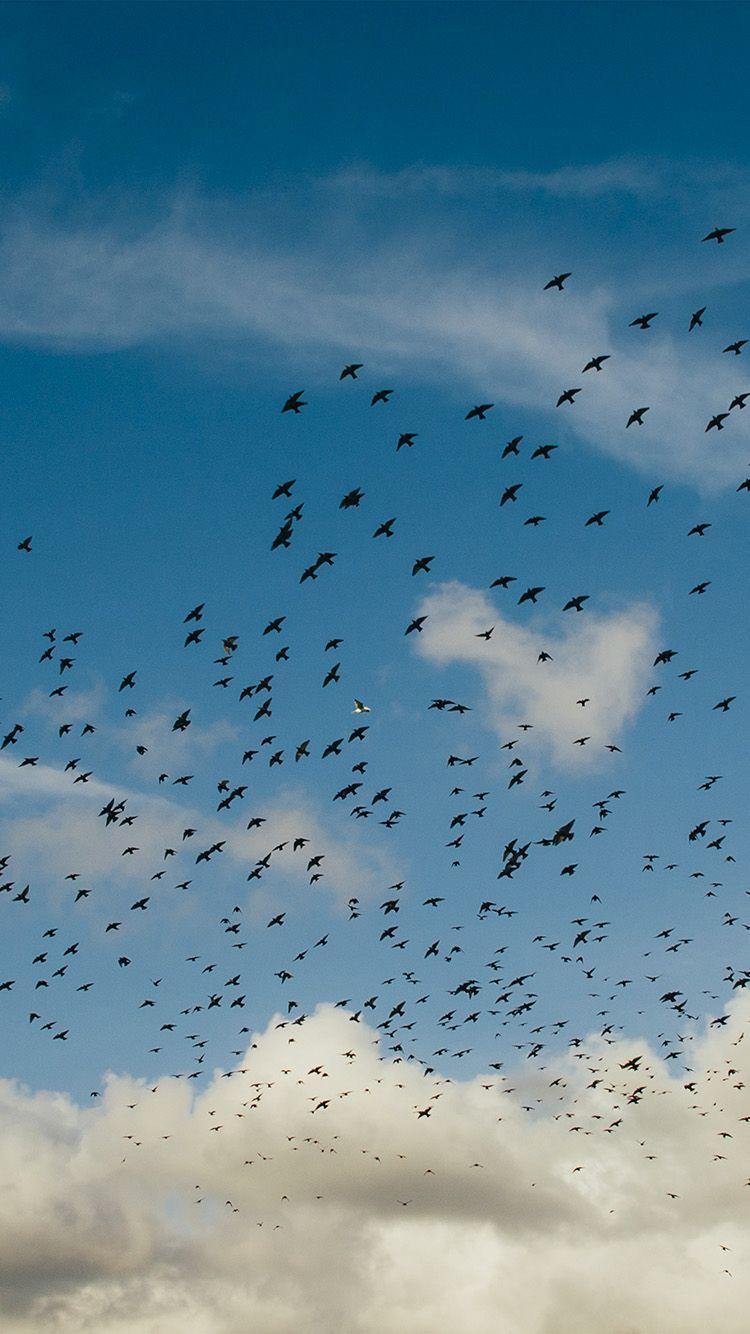 Fly iPhone Wallpapers - Top Free Fly iPhone Backgrounds - WallpaperAccess