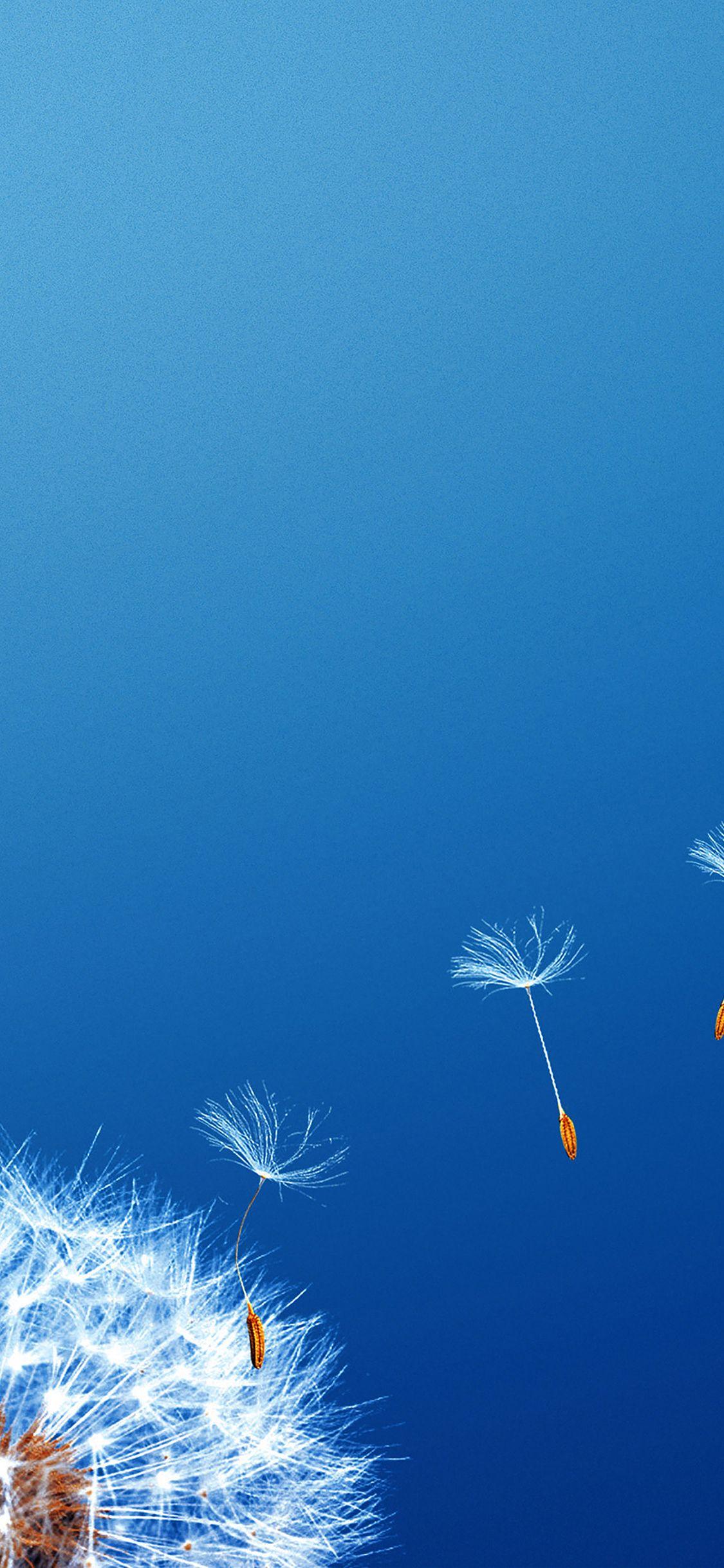 Dandelion iPhone Wallpapers - Top Free Dandelion iPhone Backgrounds ...