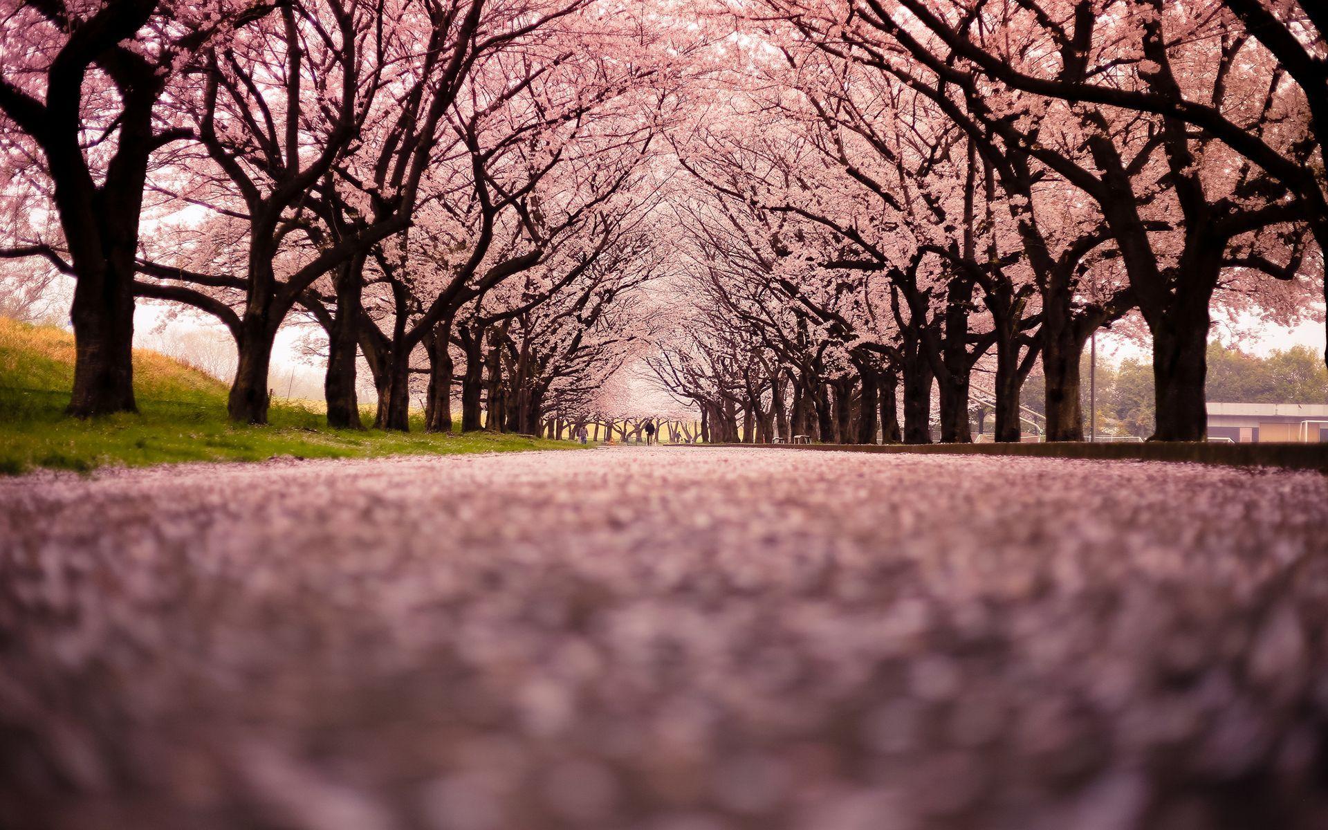 Japanese Sakura Trees Wallpapers - Top Free Japanese Sakura Trees ...
