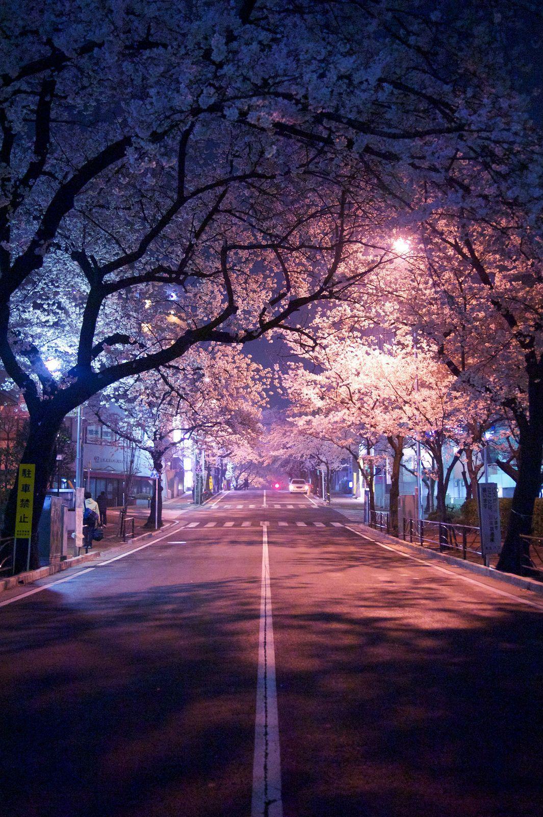 Sakura Night Wallpapers - Top Free Sakura Night Backgrounds ...