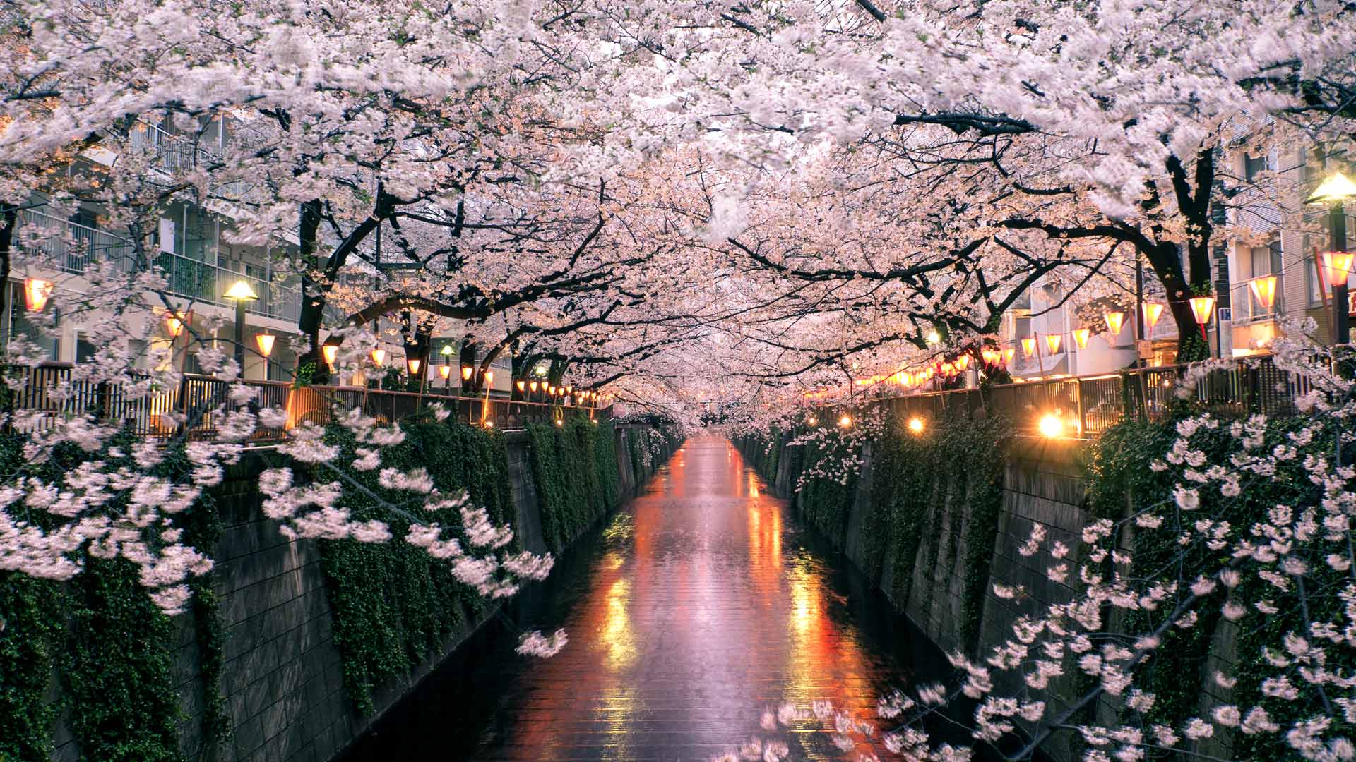 Sakura Night Wallpapers - Top Free Sakura Night Backgrounds ...