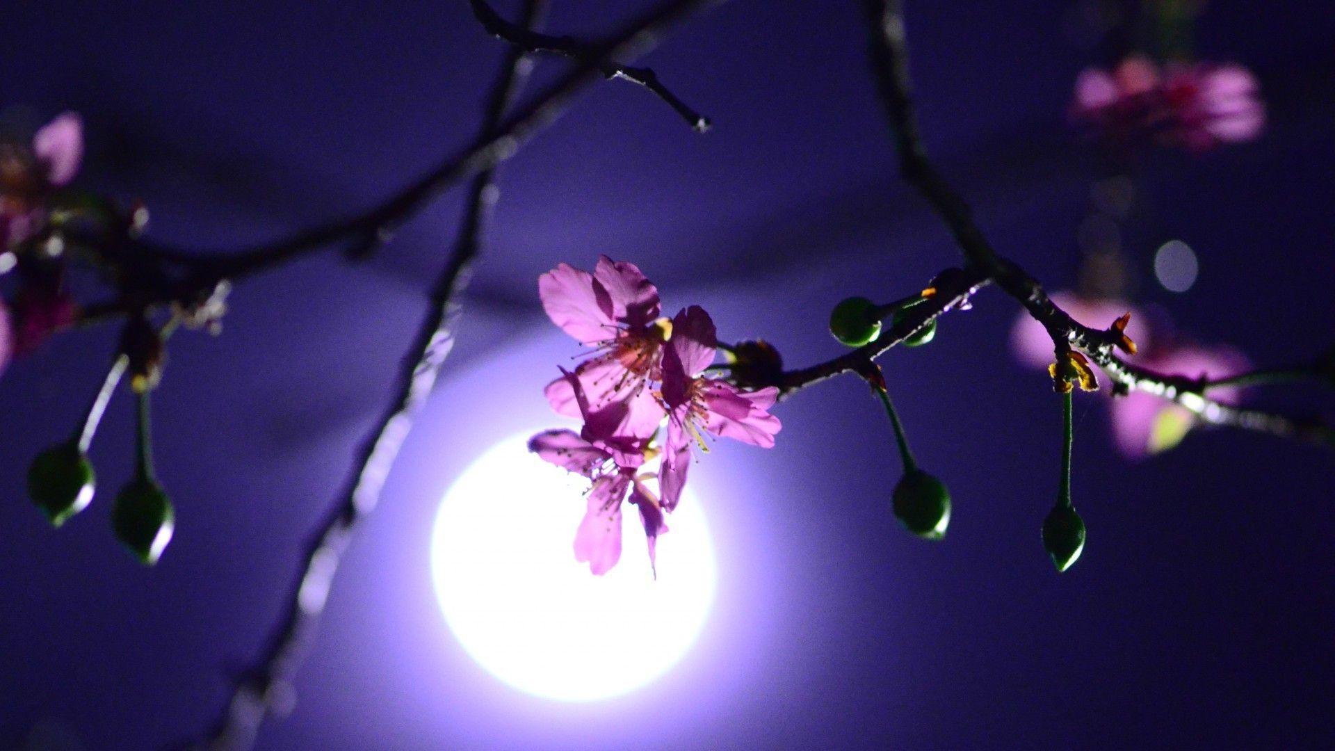 Sakura Night Wallpapers - Top Free Sakura Night Backgrounds ...