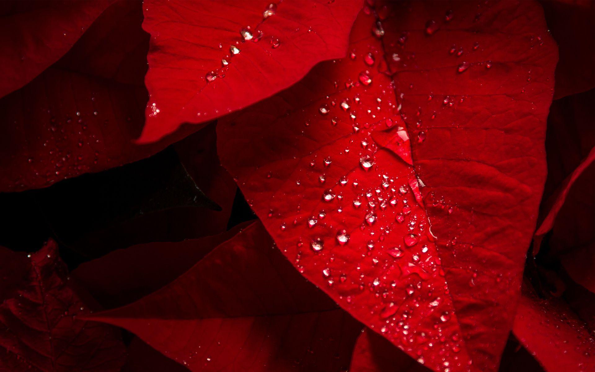 Red Leaf Wallpapers - Top Free Red Leaf Backgrounds - WallpaperAccess
