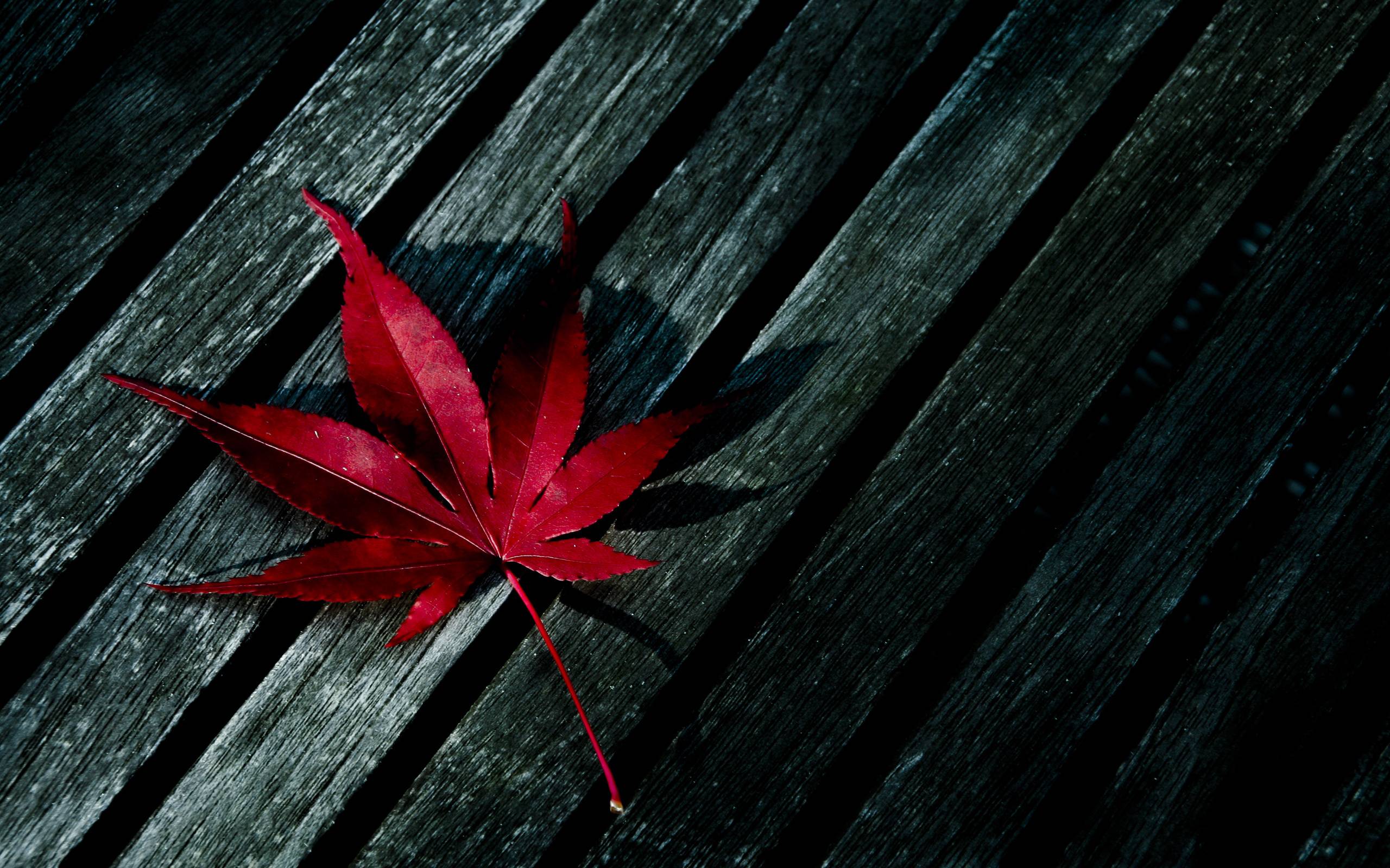 Weed Leaf Wallpapers - Top Free Weed Leaf Backgrounds - WallpaperAccess