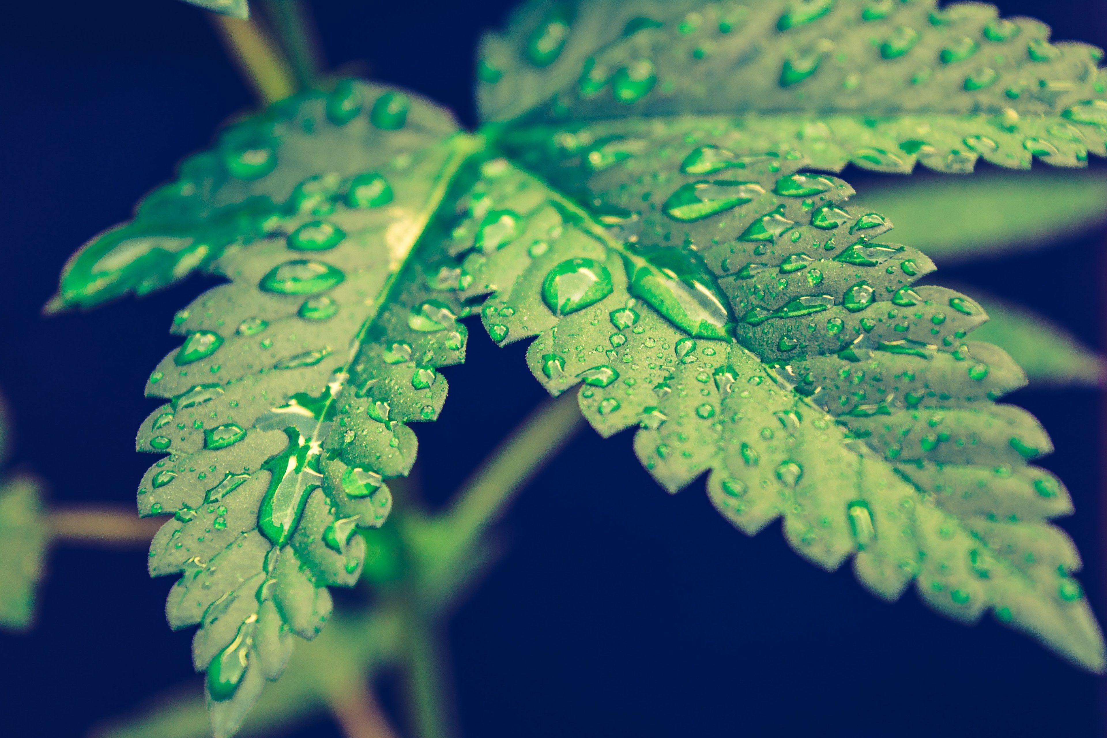 Weed Leaf Wallpapers - Top Free Weed Leaf Backgrounds - WallpaperAccess