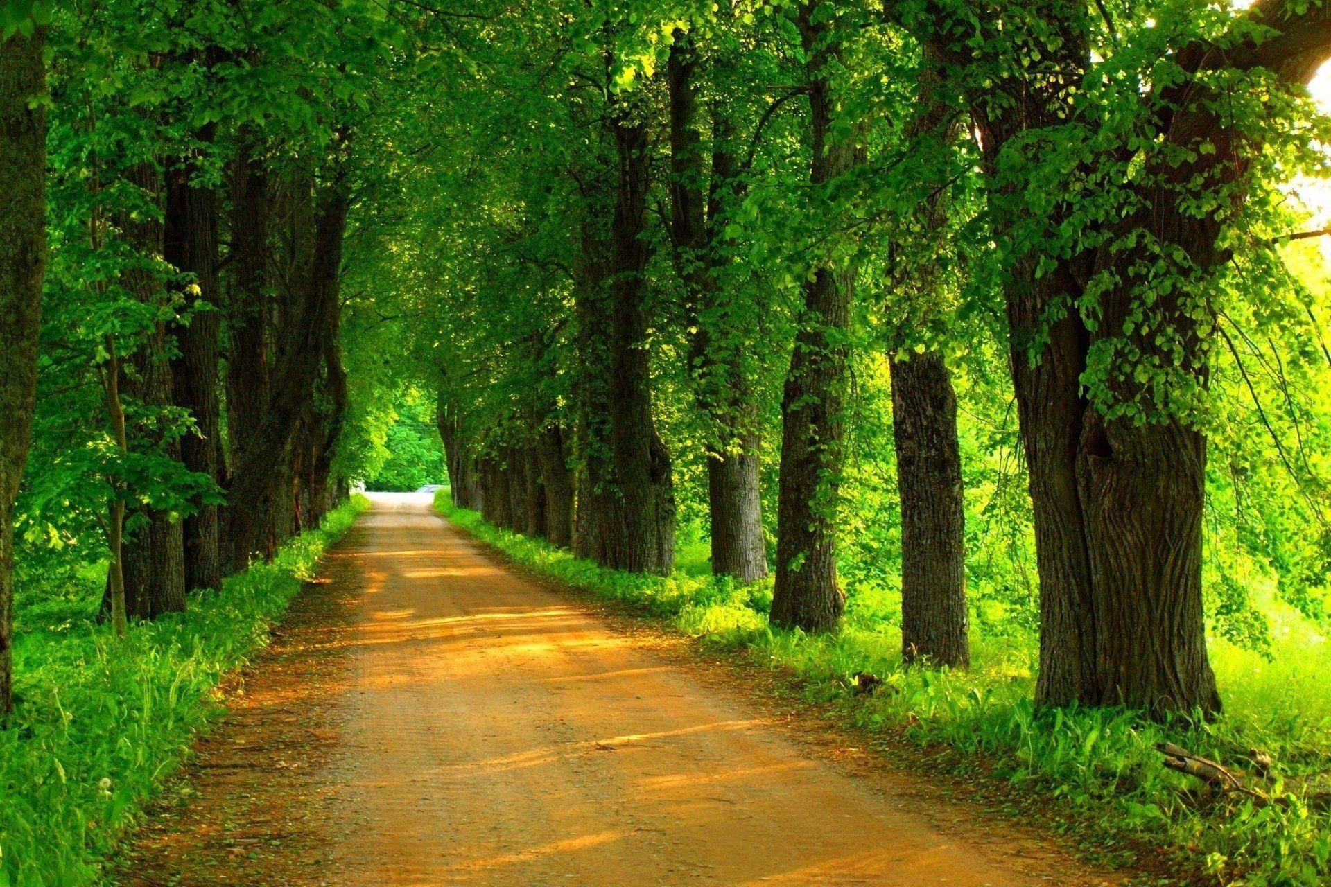 Tree Road Wallpapers - Top Free Tree Road Backgrounds - WallpaperAccess