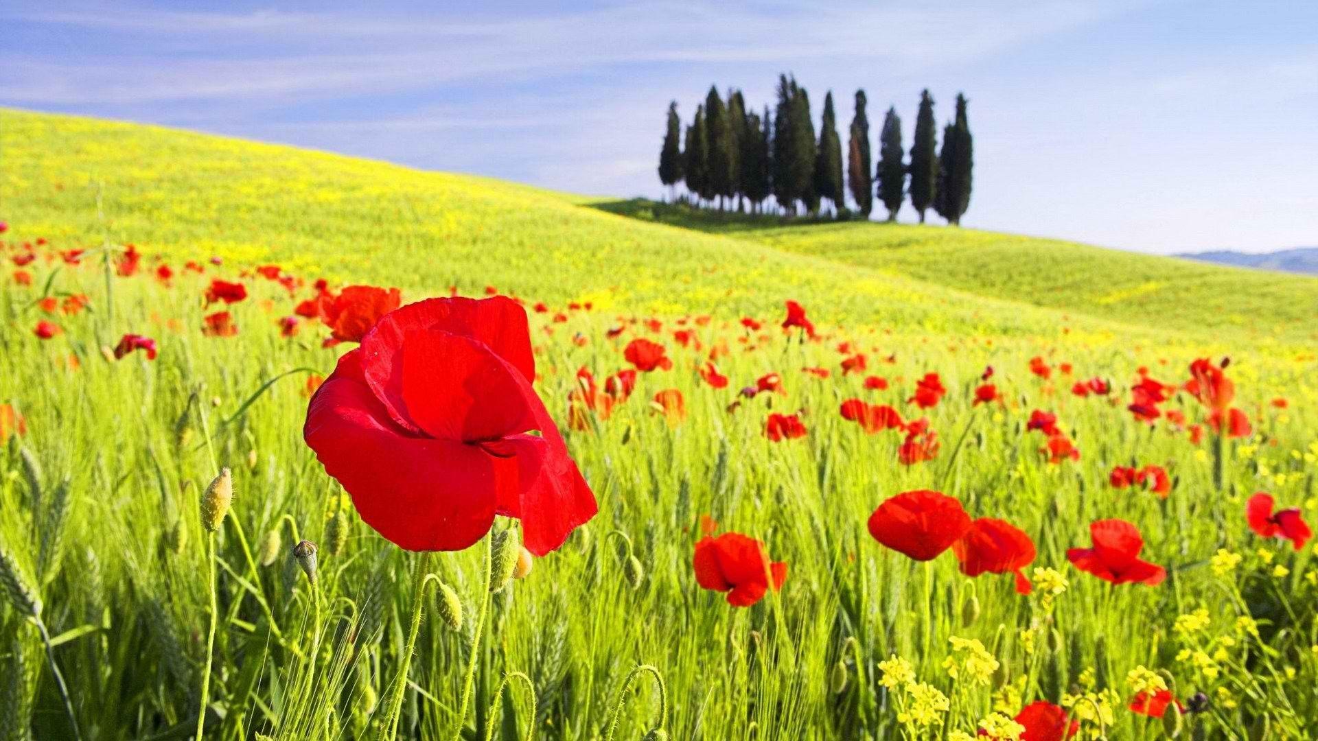 Italy Flowers Wallpapers - Top Free Italy Flowers Backgrounds ...