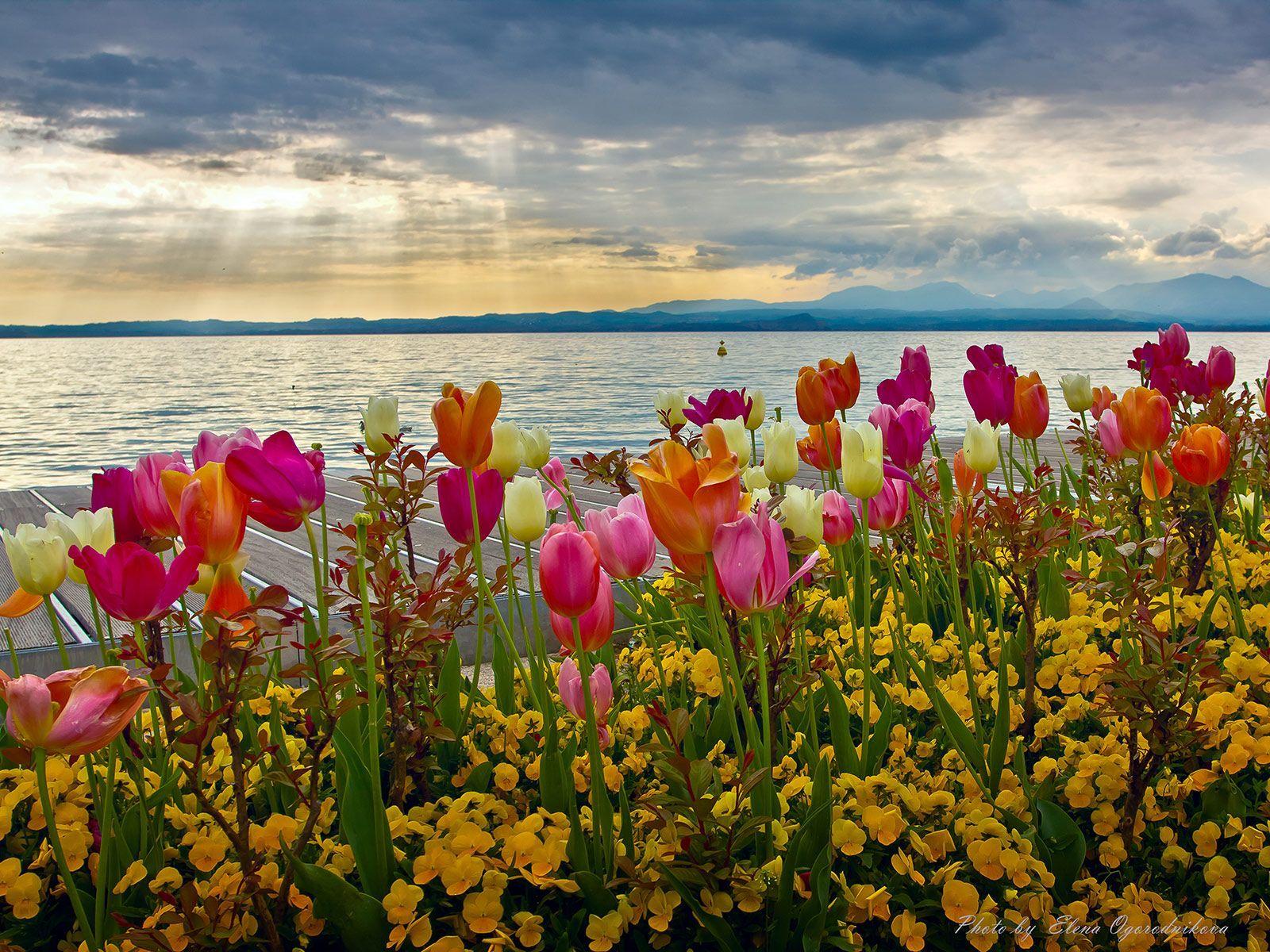 Italy Flowers Wallpapers - Top Free Italy Flowers Backgrounds ...