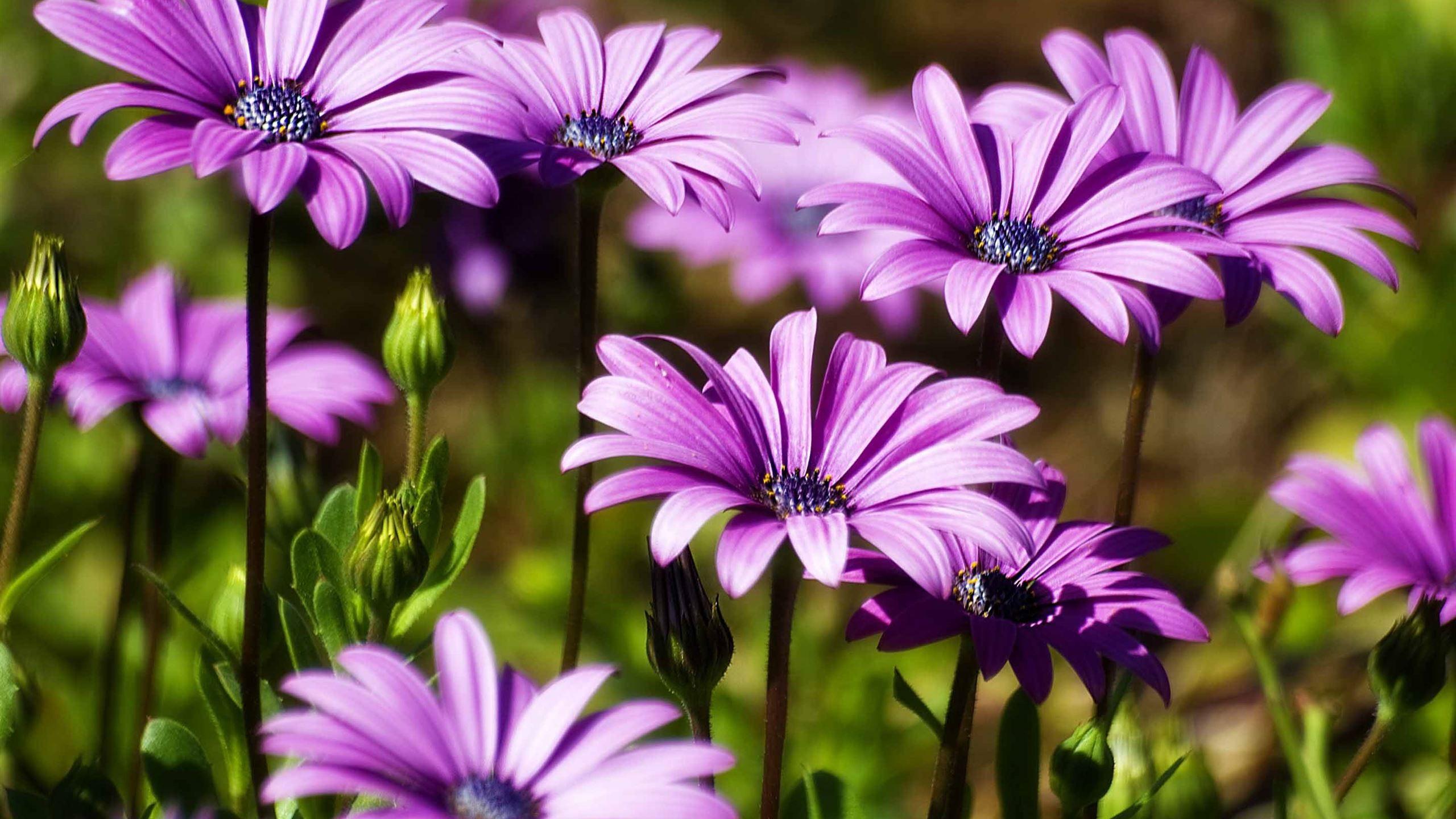 Italy Flowers Wallpapers - Top Free Italy Flowers Backgrounds ...