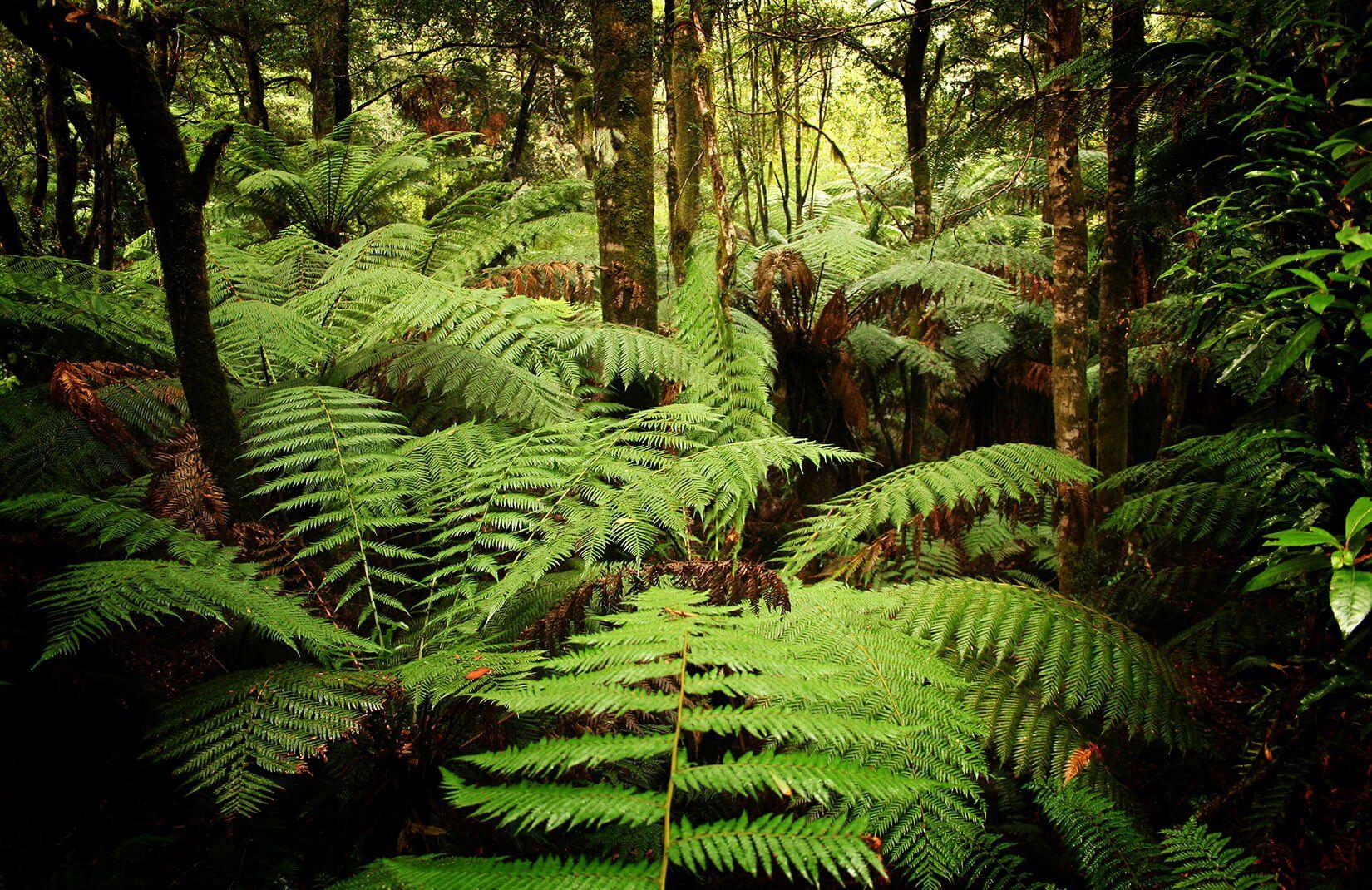 Jungle Landscape Wallpapers - Top Free Jungle Landscape Backgrounds ...