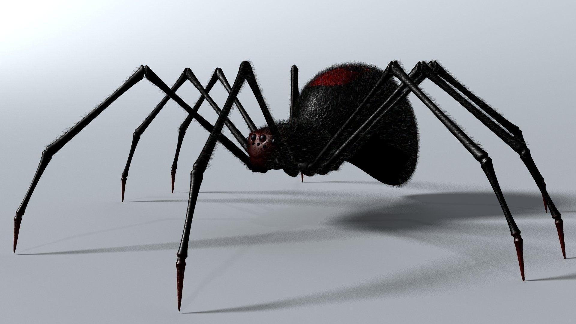 3D Spider Wallpapers - Top Free 3D Spider Backgrounds - WallpaperAccess