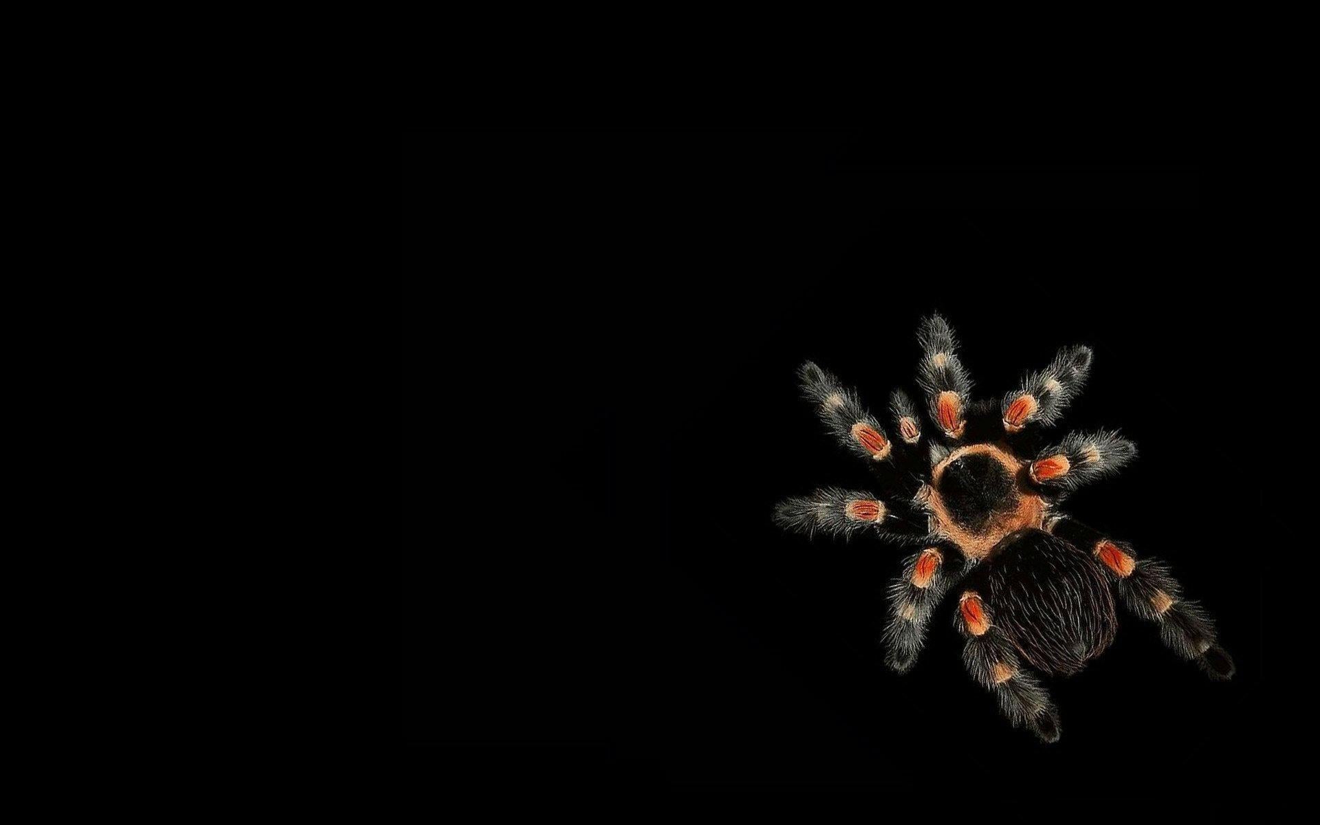 3D Spider Wallpapers - Top Free 3D Spider Backgrounds - WallpaperAccess