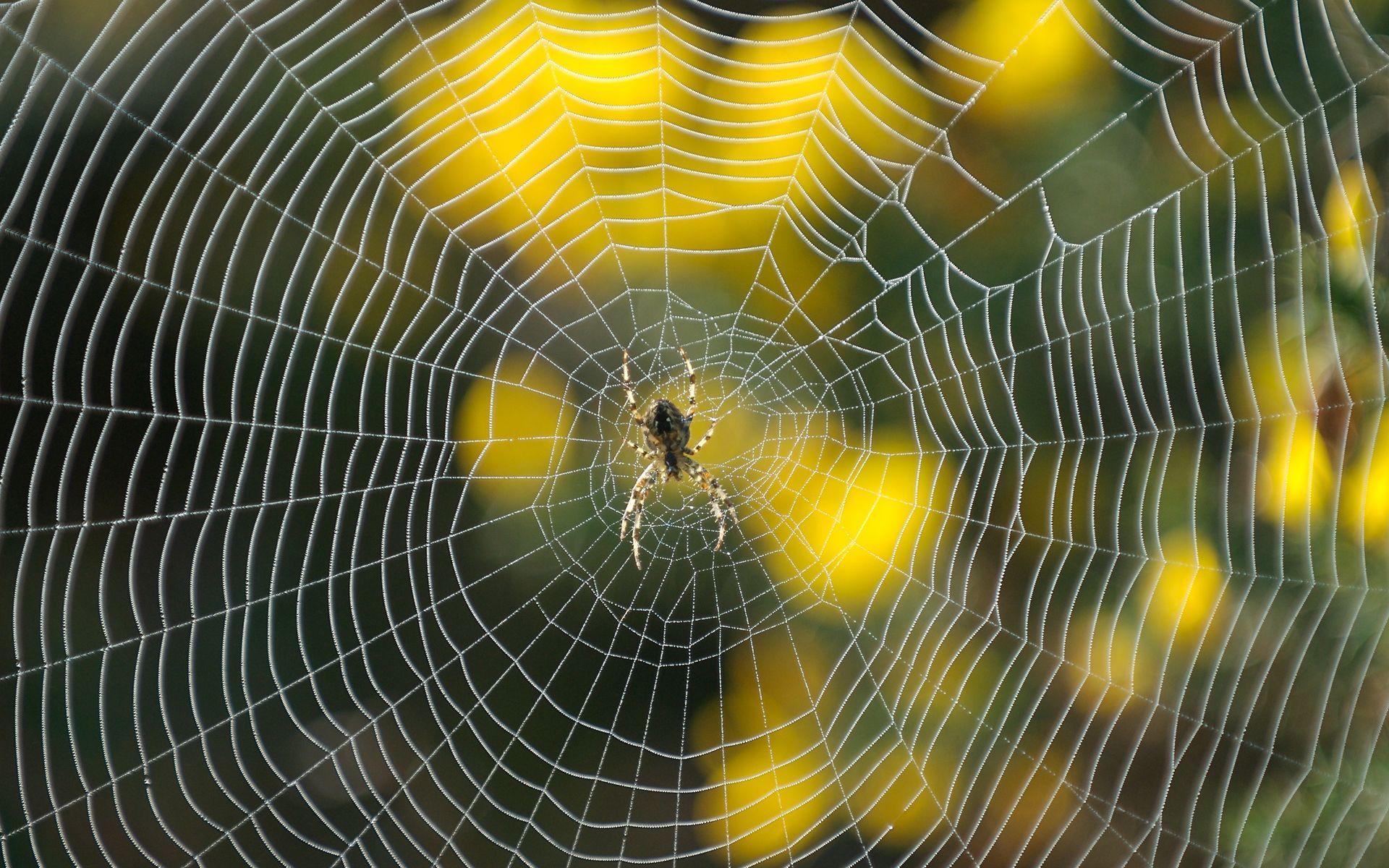 Spider Web Wallpapers - Top Free Spider Web Backgrounds - WallpaperAccess