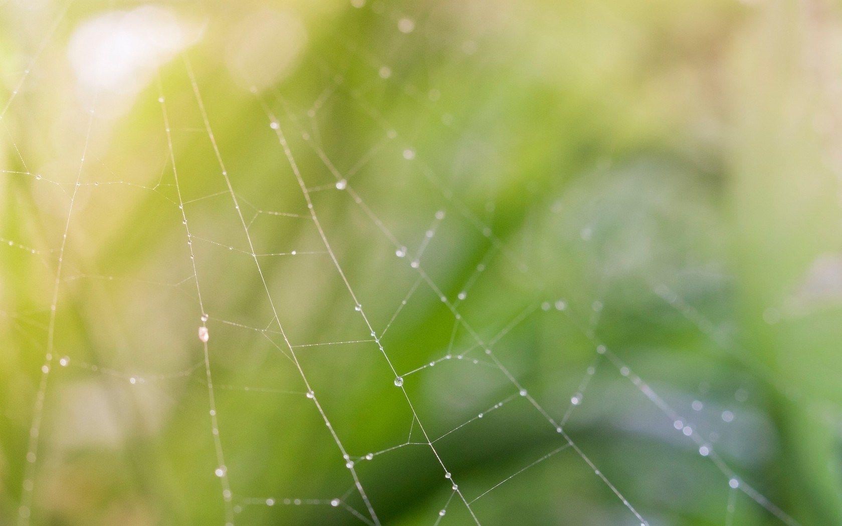 Spider Web Wallpapers - Top Free Spider Web Backgrounds - WallpaperAccess