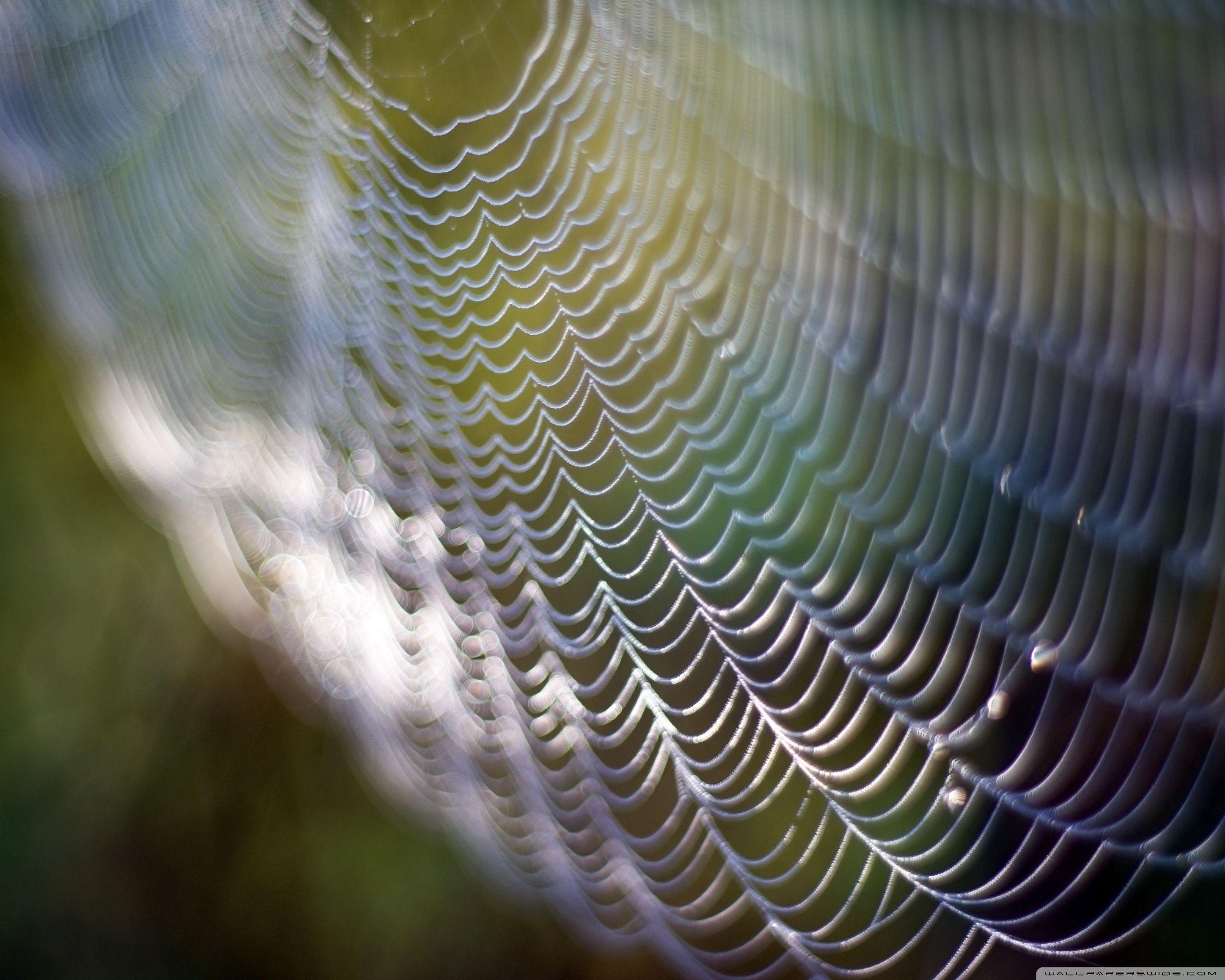 Spider Web Wallpapers - Top Free Spider Web Backgrounds - WallpaperAccess