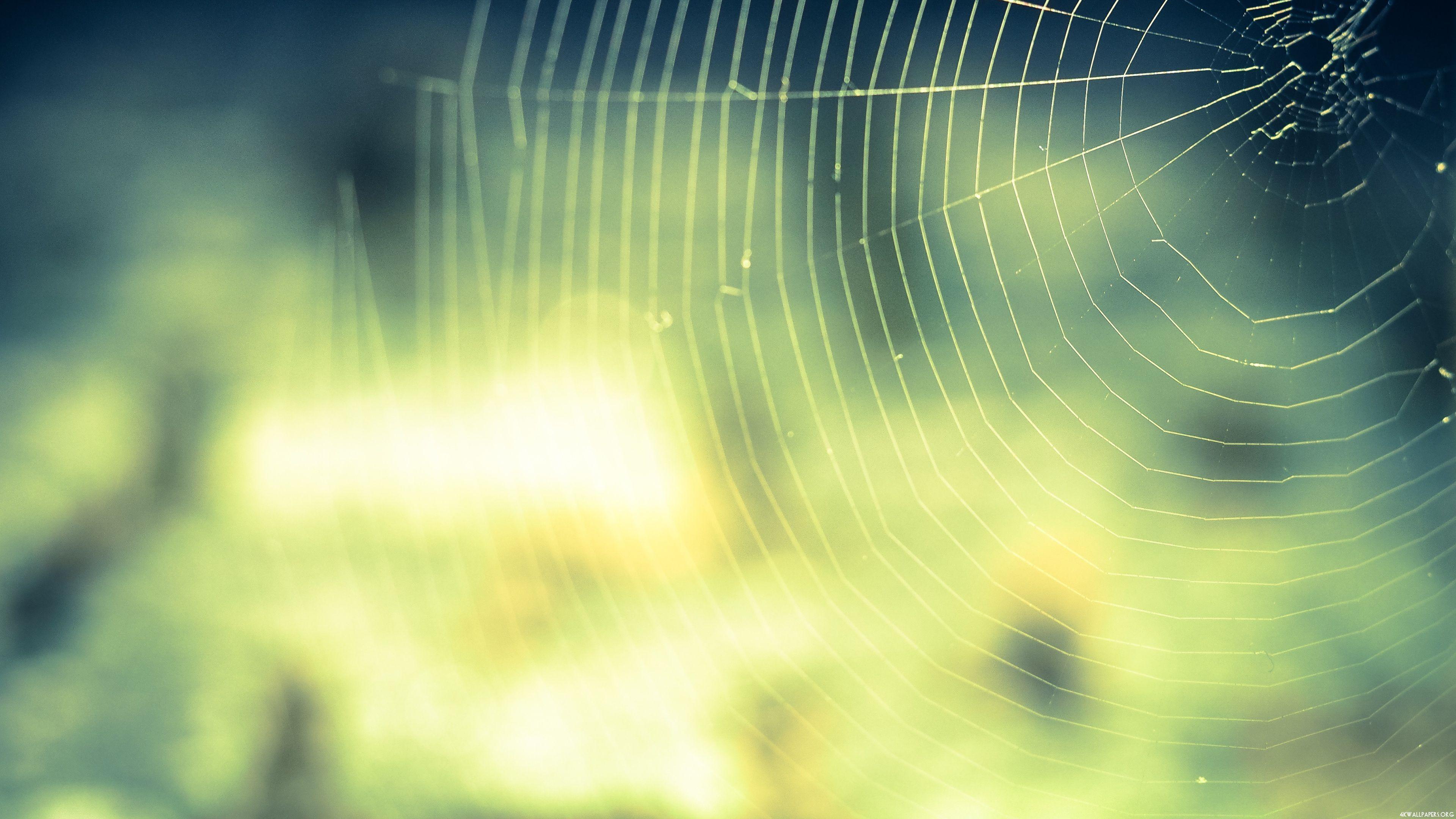 Spiderweb Wallpapers - Top Free Spiderweb Backgrounds - WallpaperAccess