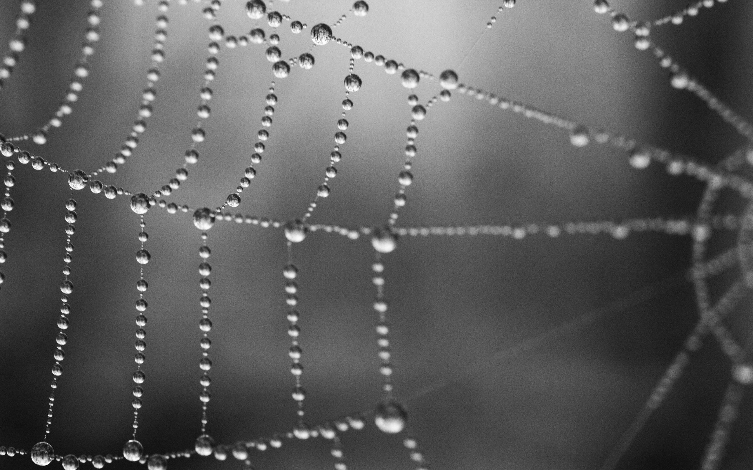 Spider Web Wallpapers - Top Free Spider Web Backgrounds - WallpaperAccess
