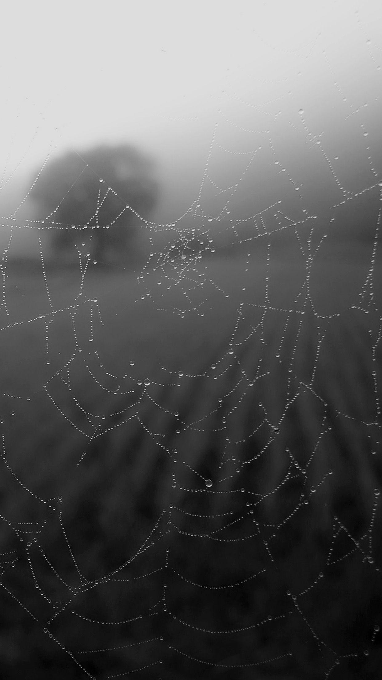 Spider Web Wallpapers - Top Free Spider Web Backgrounds - WallpaperAccess