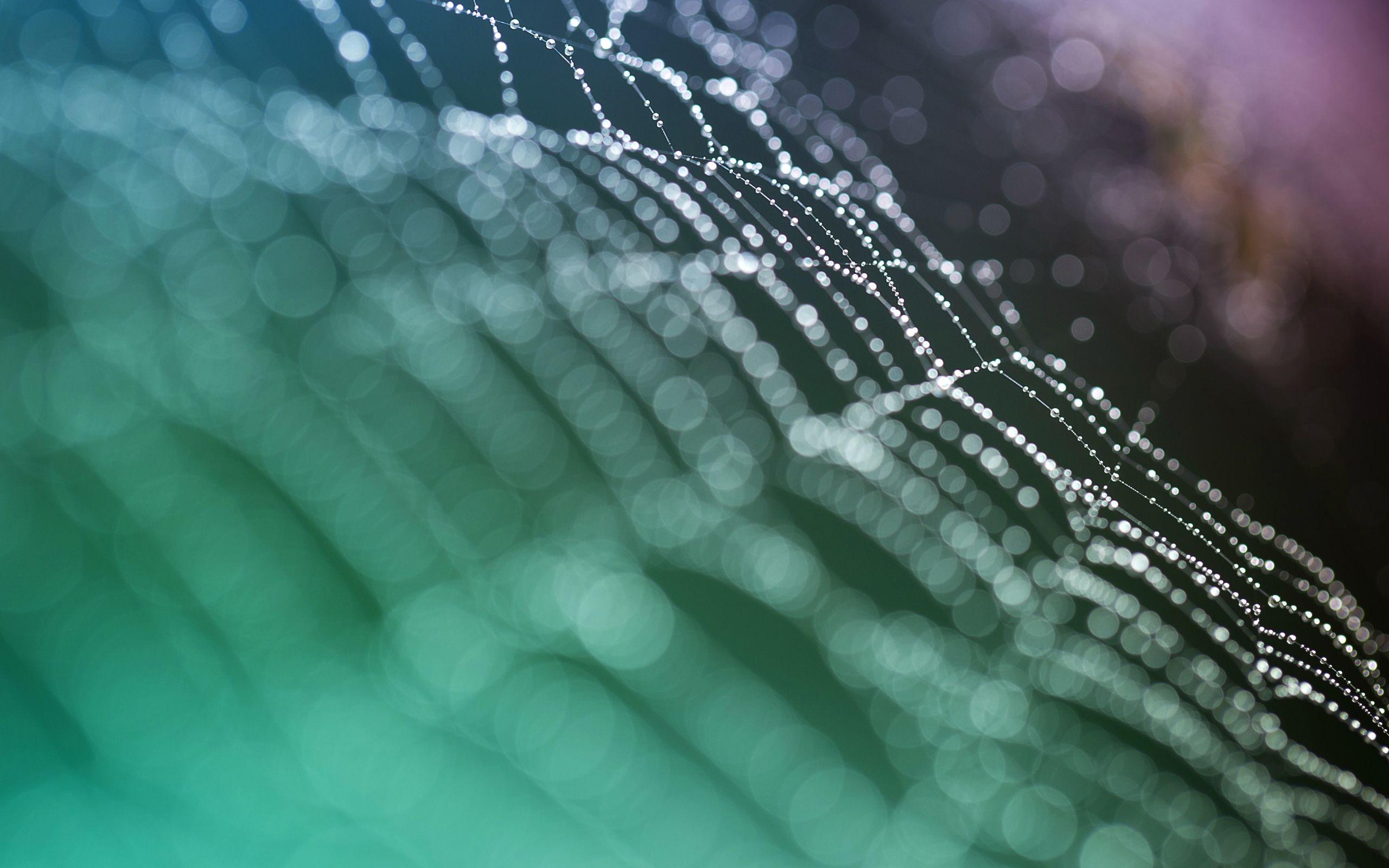 Spider Web Wallpapers - Top Free Spider Web Backgrounds - WallpaperAccess