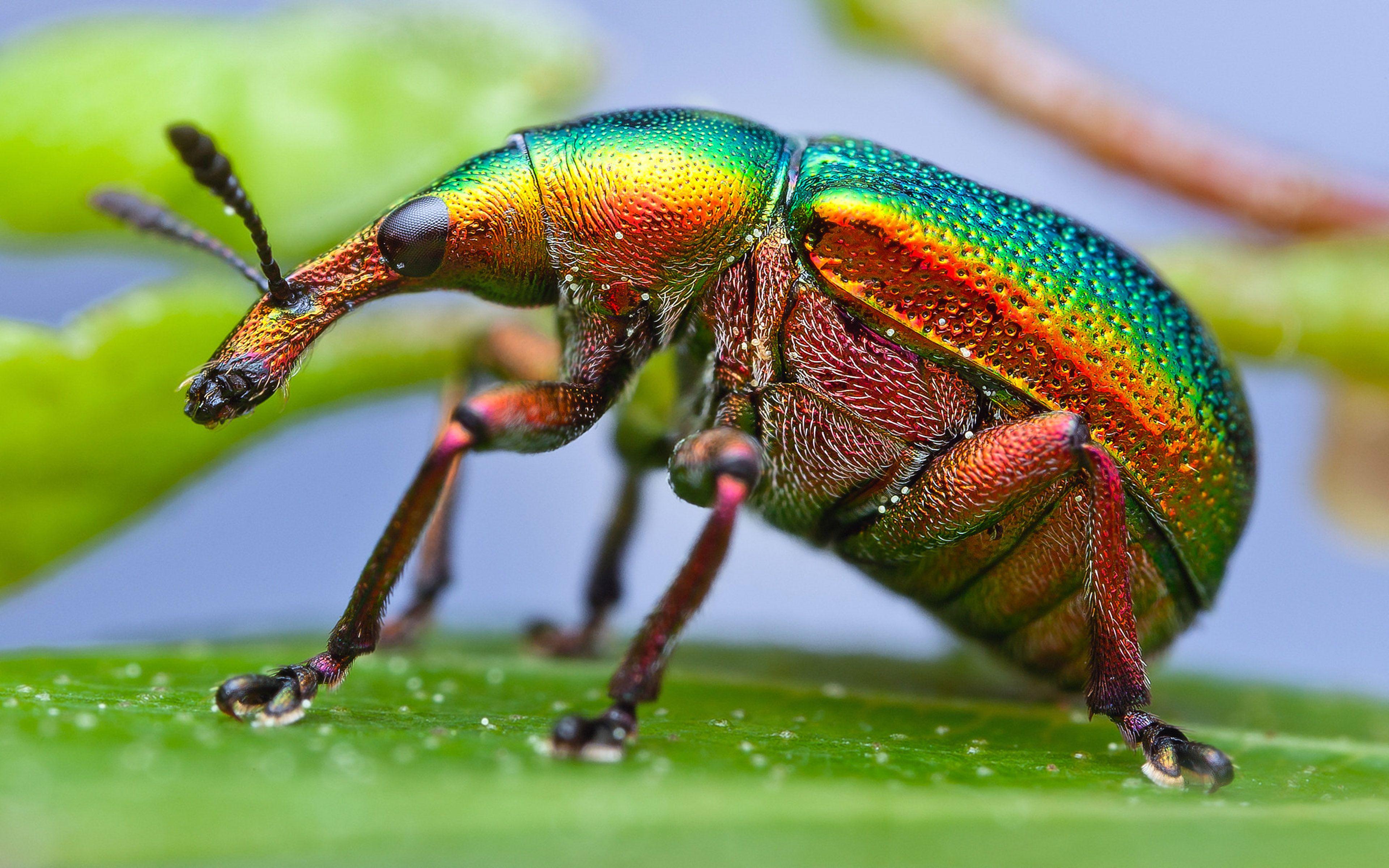 HD Insect Wallpapers - Top Free HD Insect Backgrounds - WallpaperAccess
