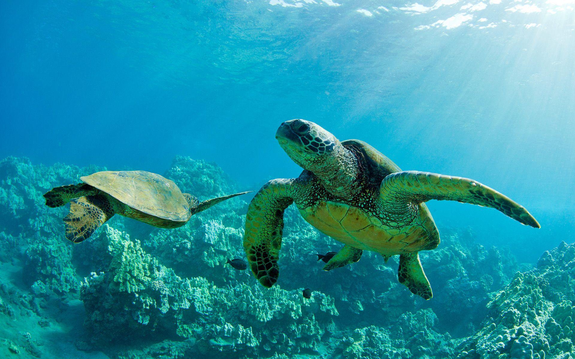 Hawaii Underwater Wallpapers - Top Free Hawaii Underwater Backgrounds ...