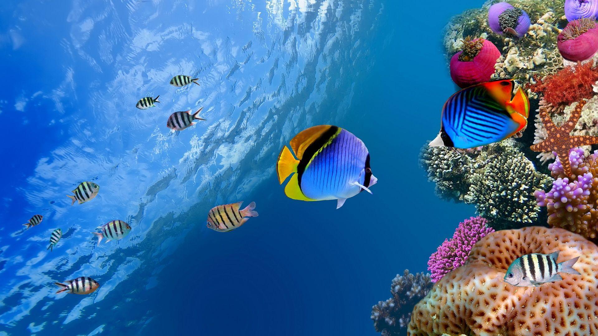 Saltwater Fish Wallpapers - Top Free Saltwater Fish Backgrounds ...