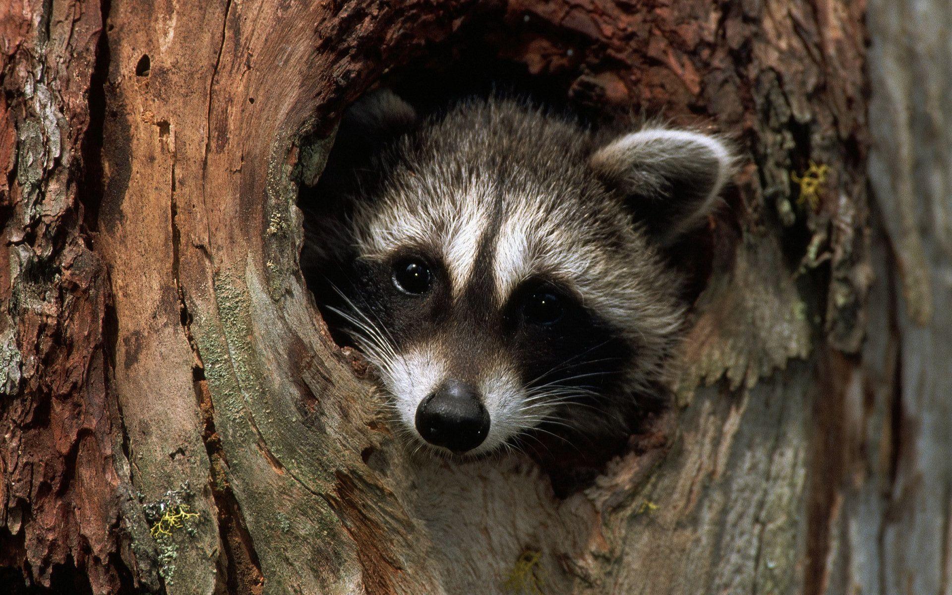 Cute Raccoon Wallpapers - Top Free Cute Raccoon Backgrounds ...