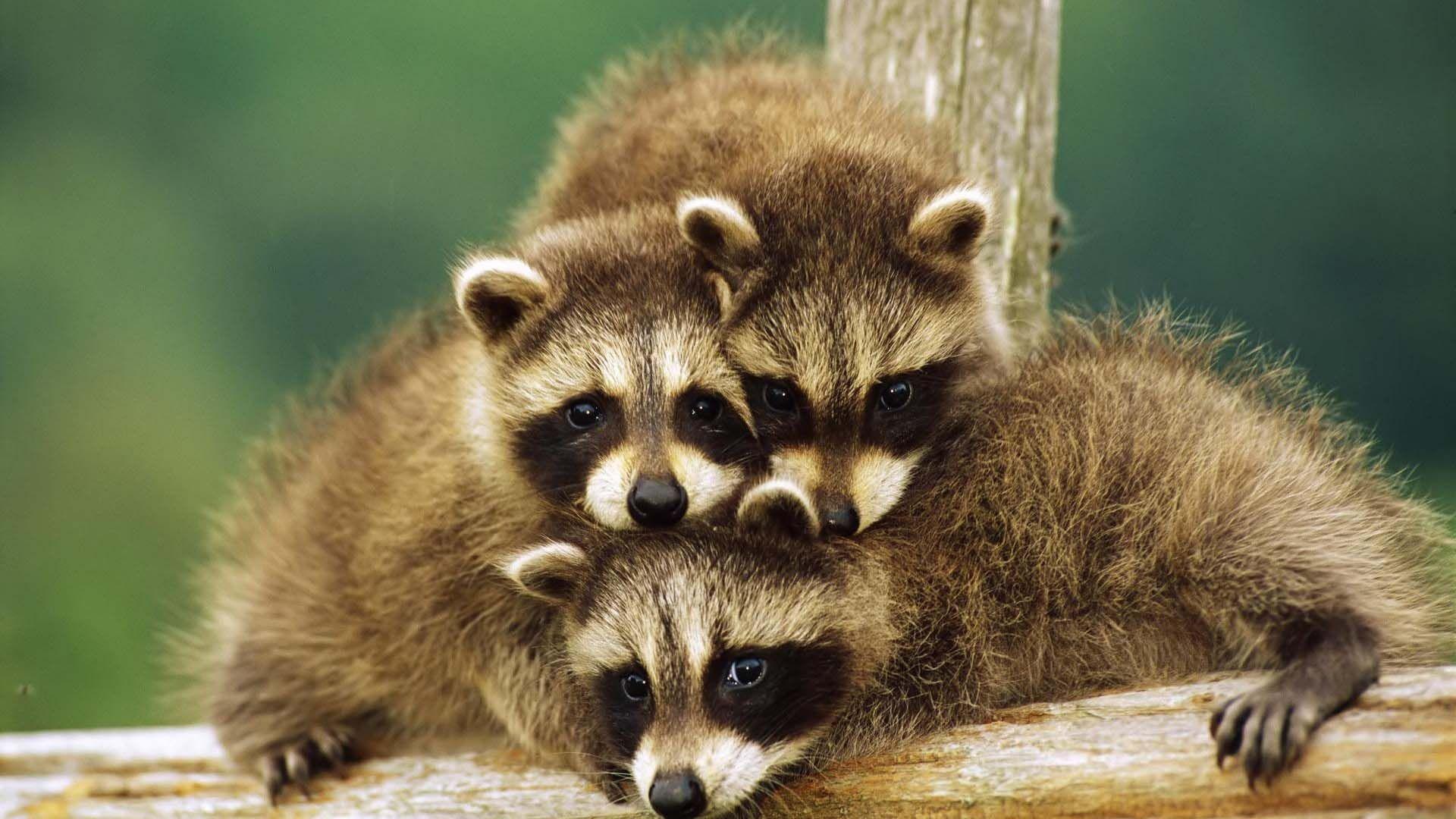 Cute Raccoon Wallpapers - Top Free Cute Raccoon Backgrounds ...