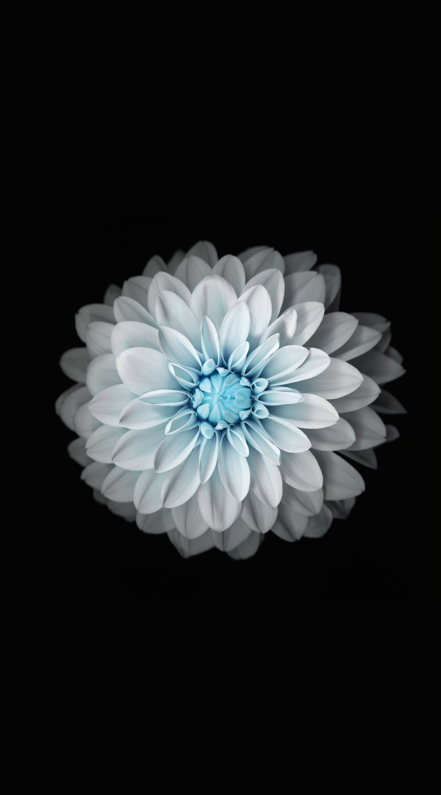 Psychology iPhone Wallpapers - Top Free Psychology iPhone Backgrounds ...