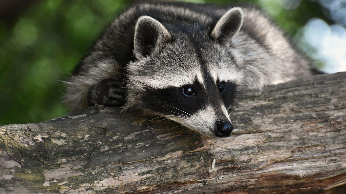 Cute Raccoon Wallpapers - Top Free Cute Raccoon Backgrounds ...