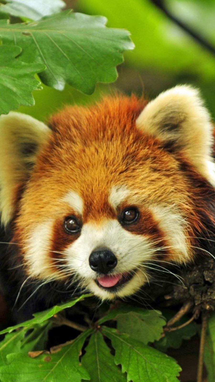 Cute Raccoon Wallpapers - Top Free Cute Raccoon Backgrounds ...